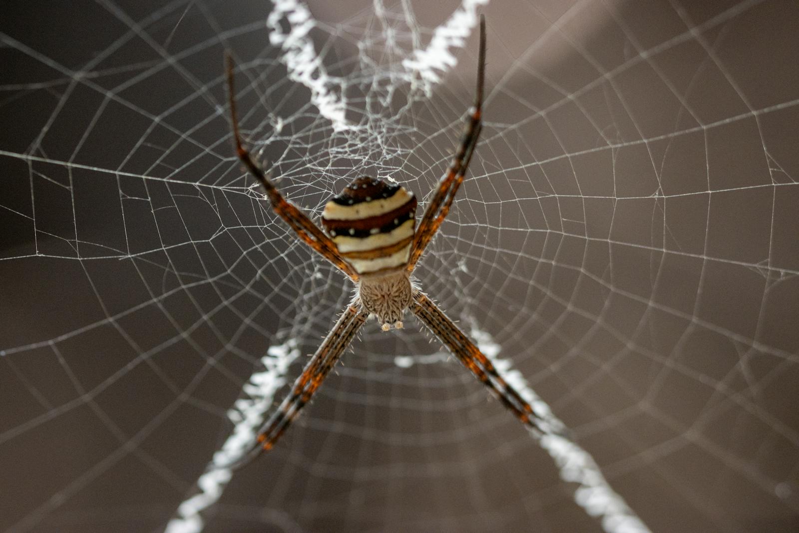 Web Page Background Photos, Download The BEST Free Web Page Background ...