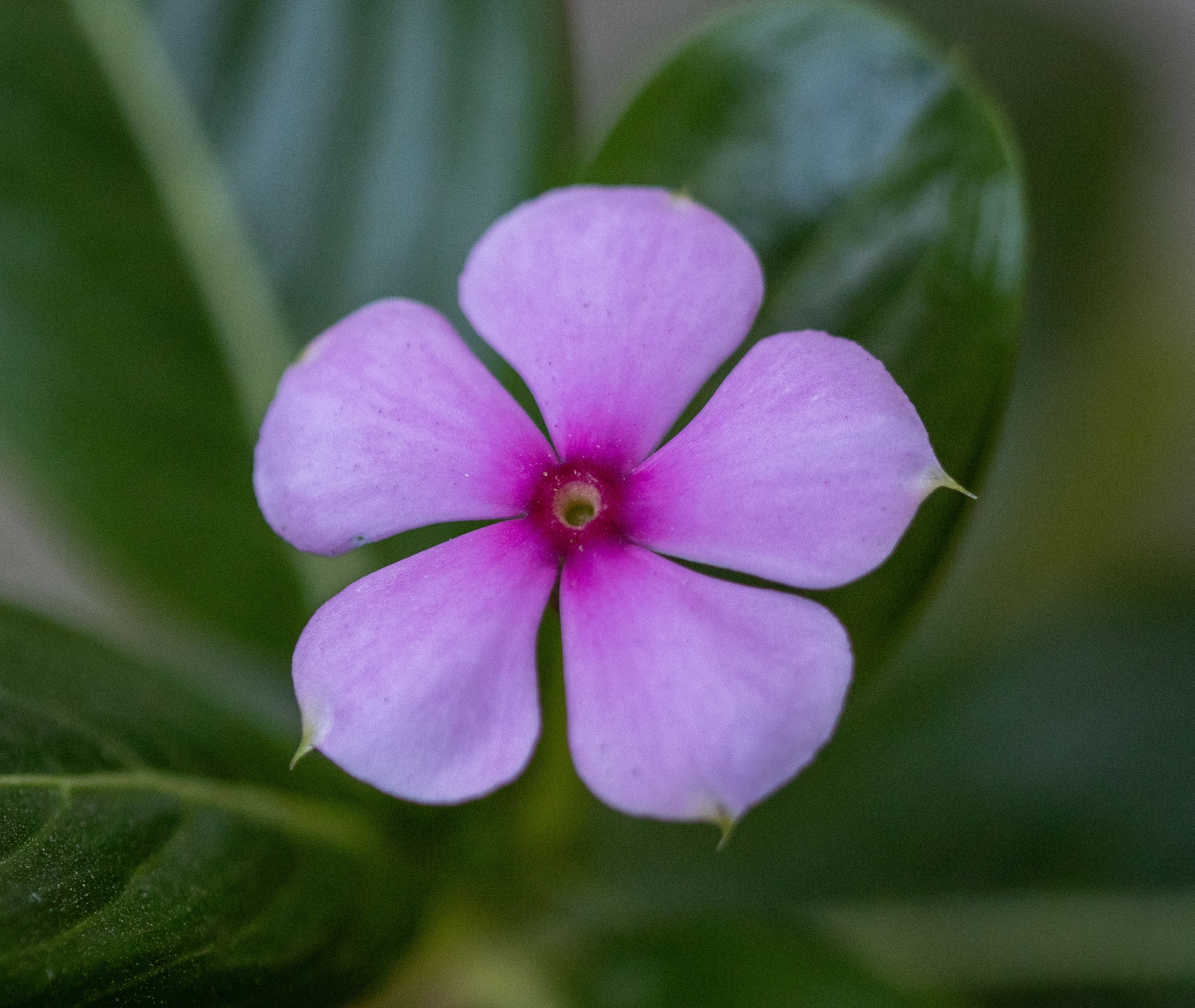 Close-Up of Madagascar Periwinkle Flower · Free Stock Photo