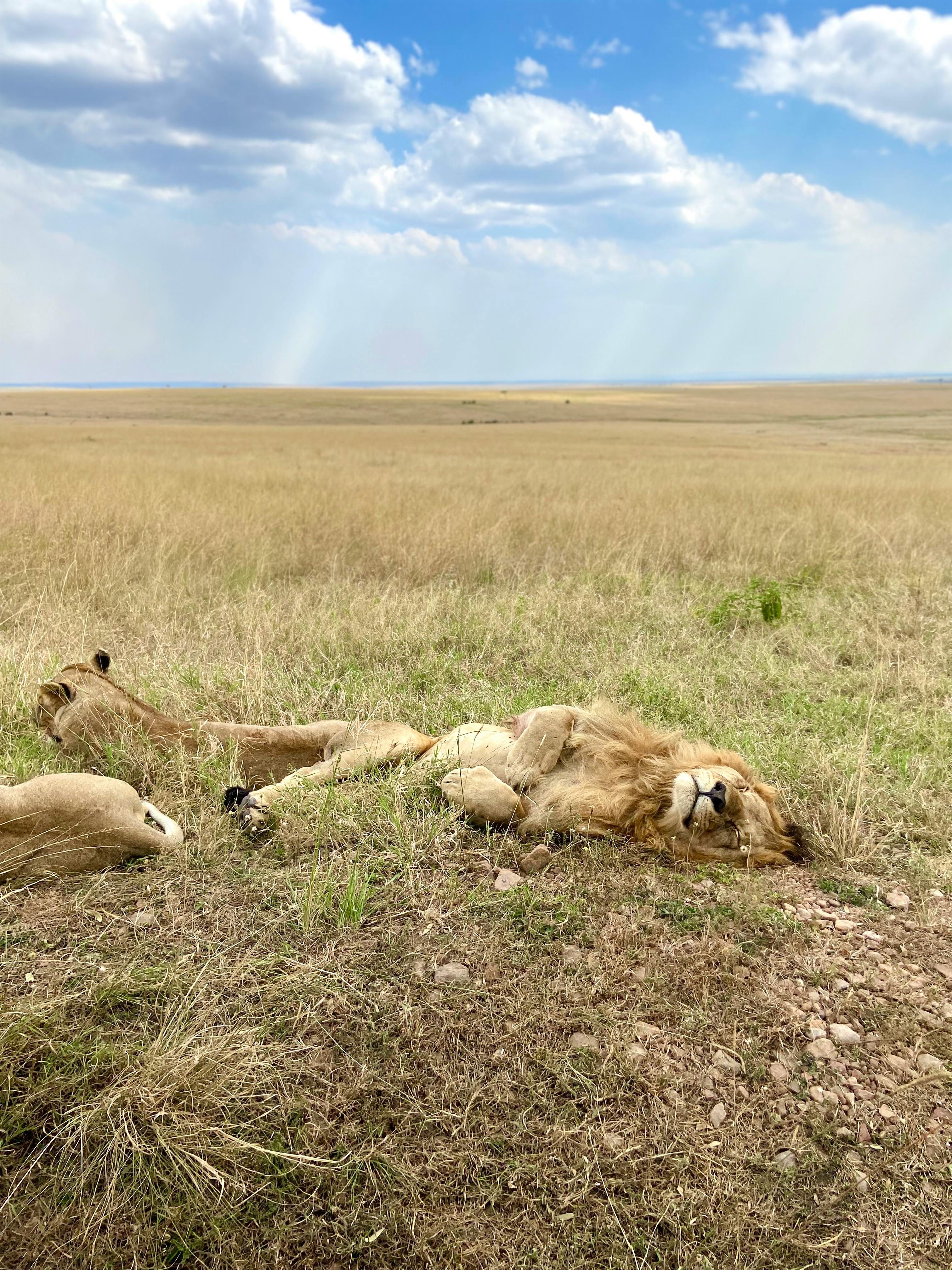 Lions Resting on African Grassland under Blue Sky · Free Stock Photo