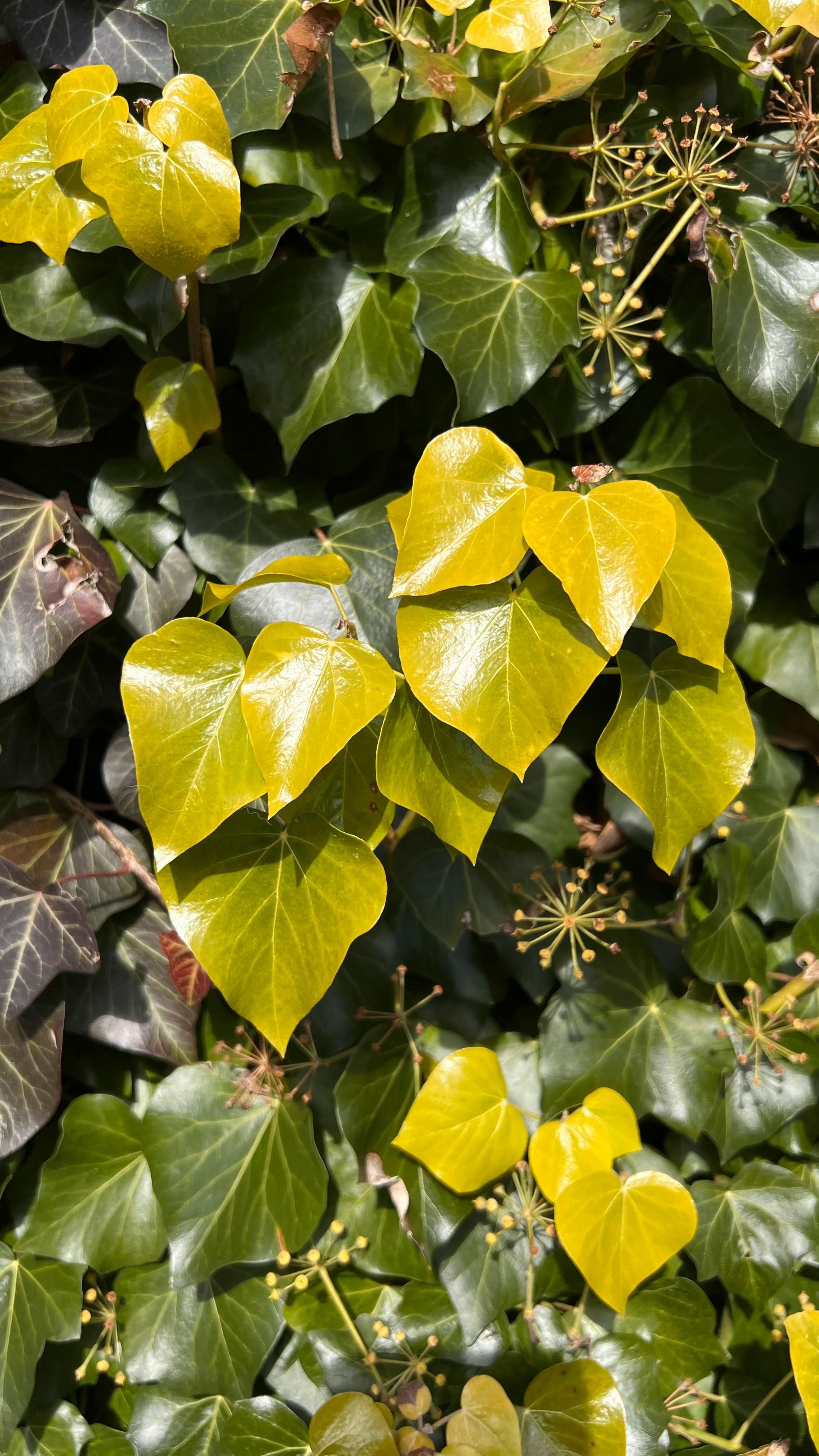 Ivy Texture Photos, Download The BEST Free Ivy Texture Stock Photos ...