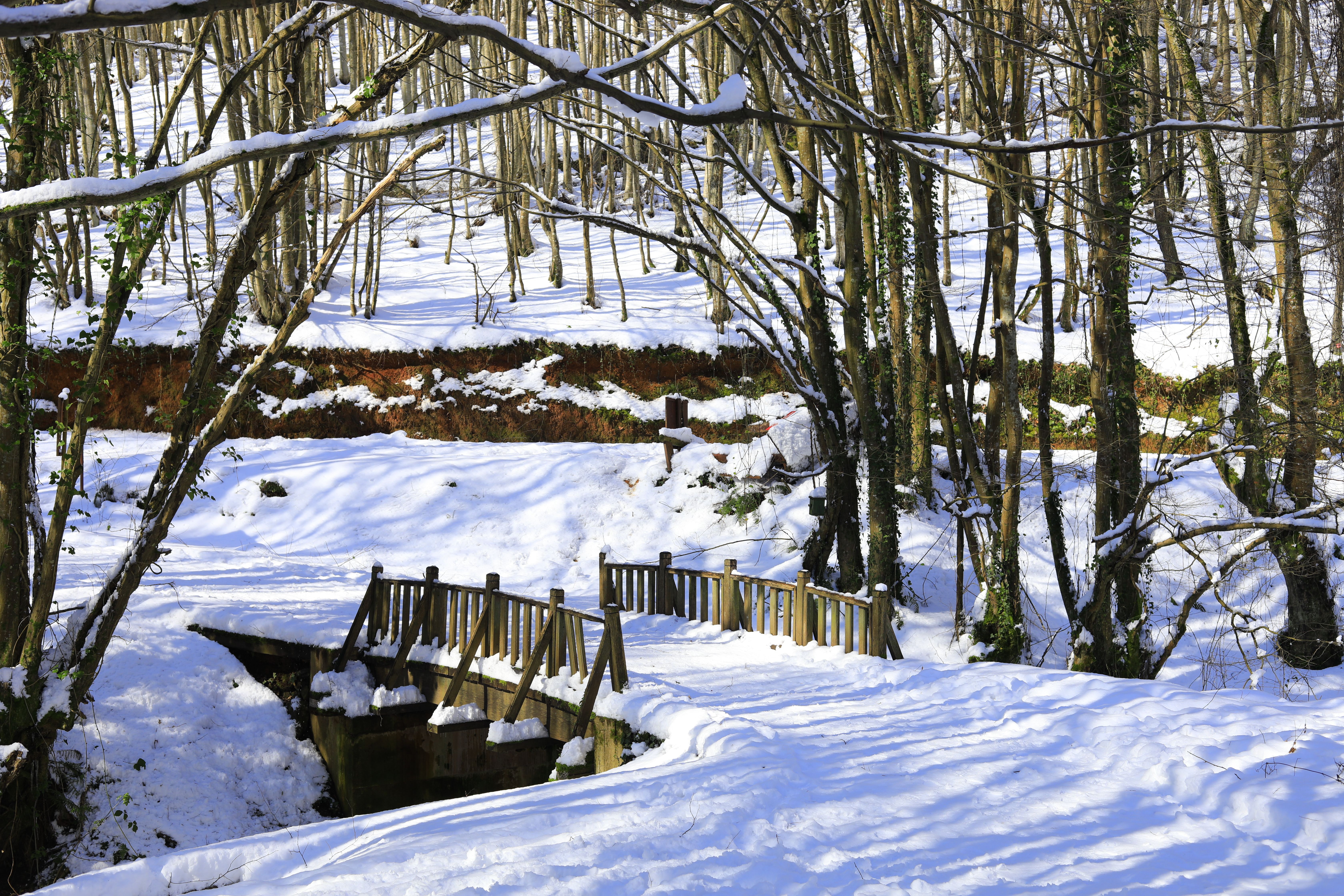 Scenic Snowy Forest with Wooden Bridge in Winter · Free Stock Photo