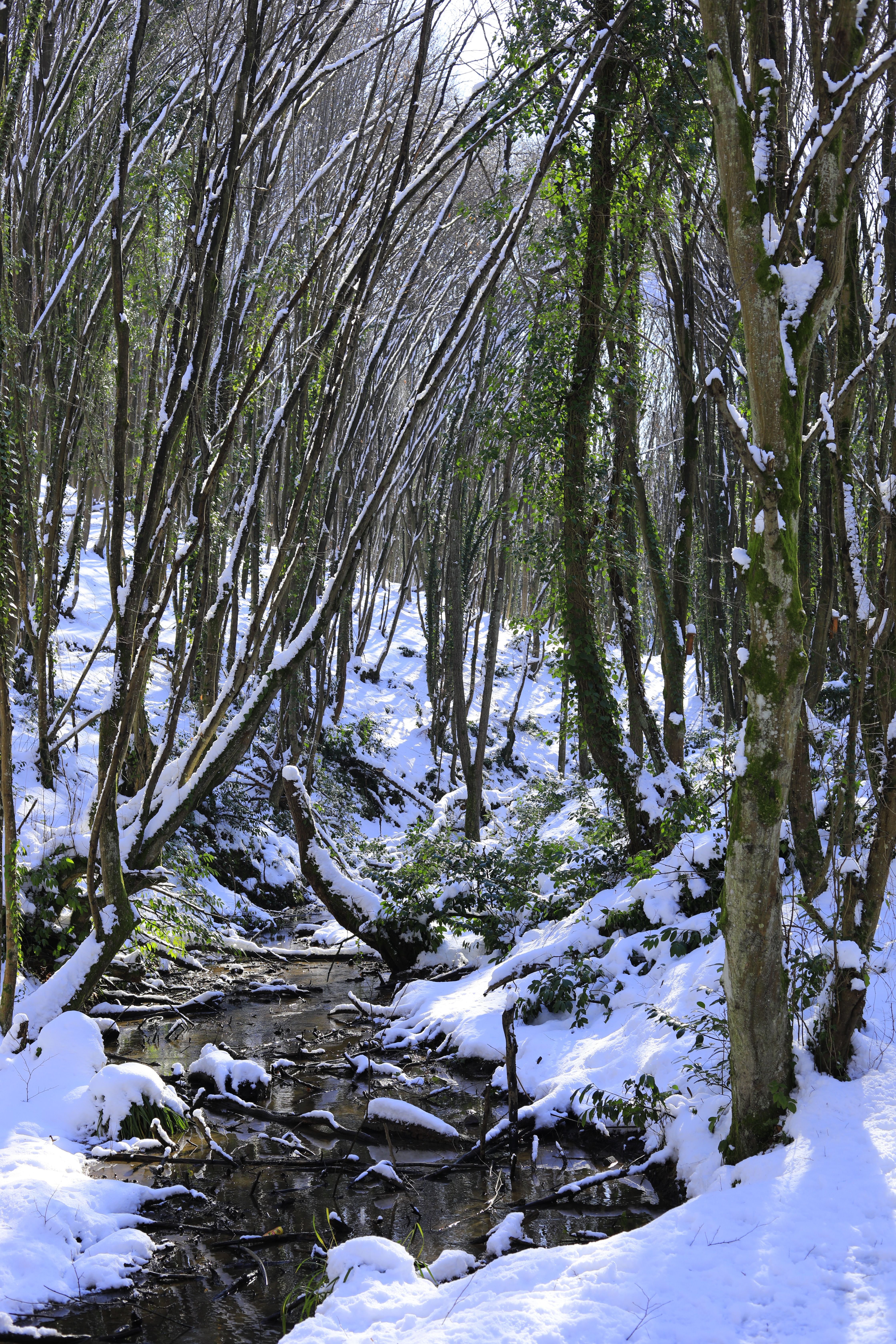 Serene Snowy Forest Stream During Winter · Free Stock Photo