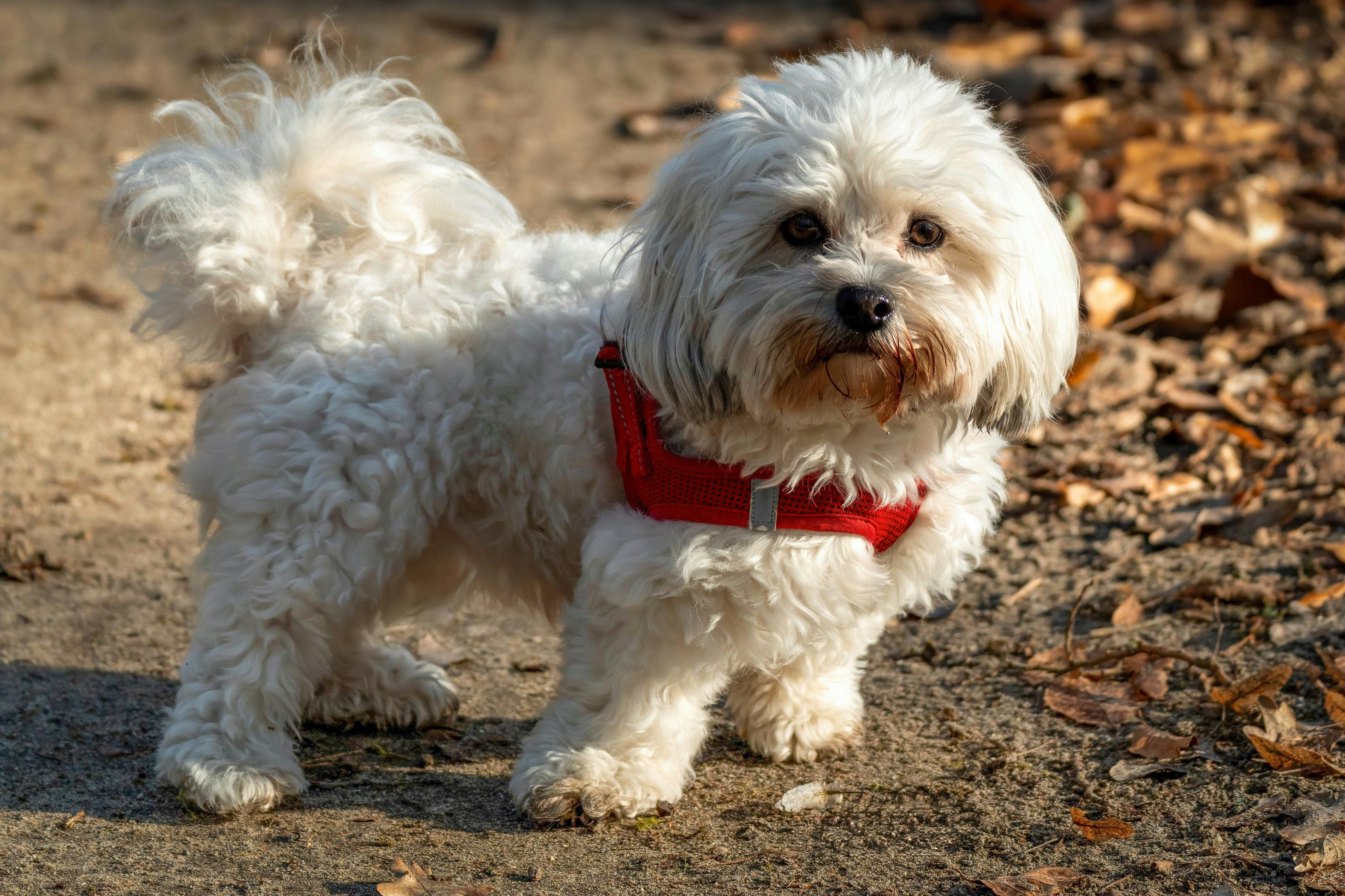 Adorable Maltese Dog Outdoors in Autumn · Free Stock Photo