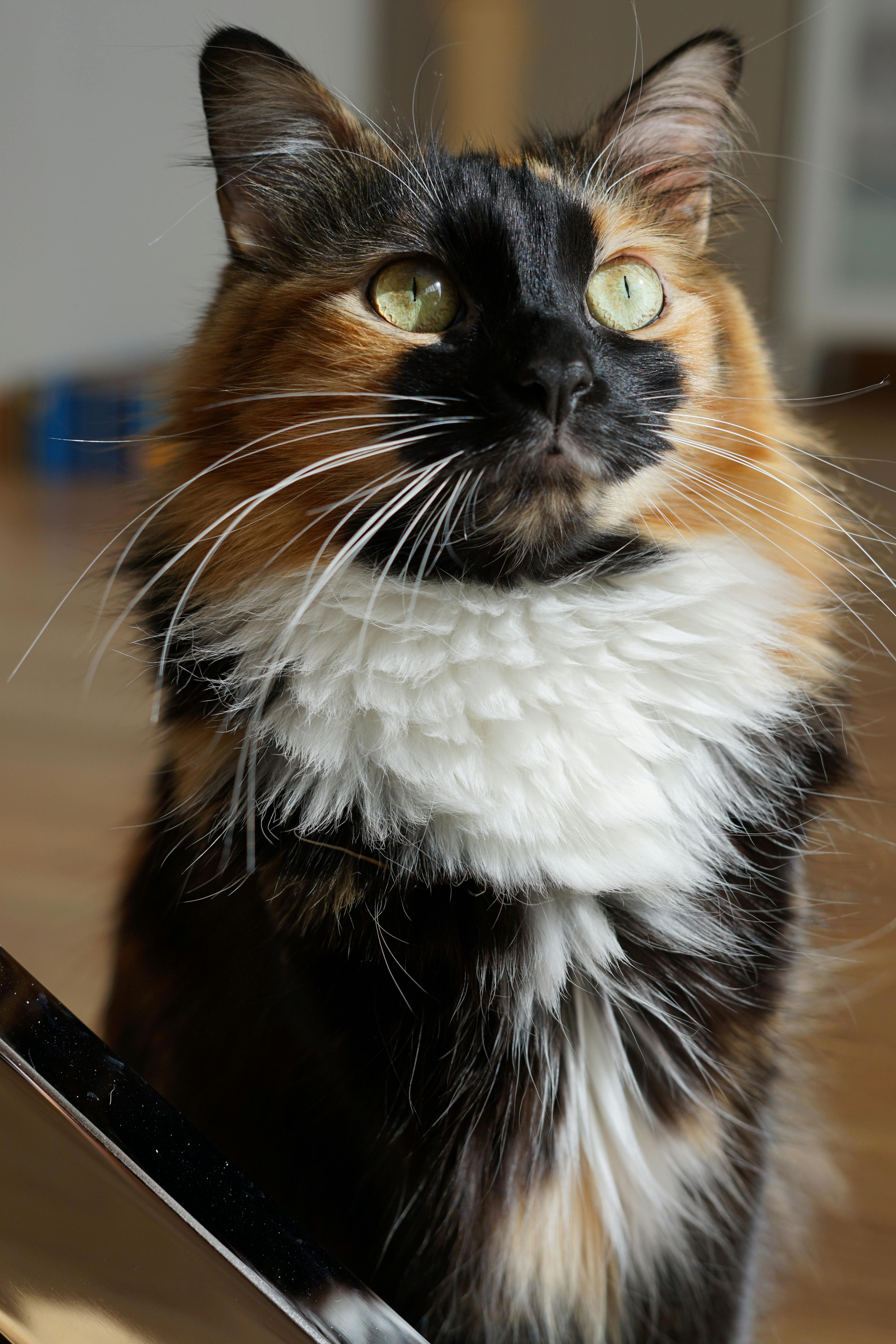 Gato Elegante De Pelo Largo Y Ojos Llamativos · Foto de stock gratuita