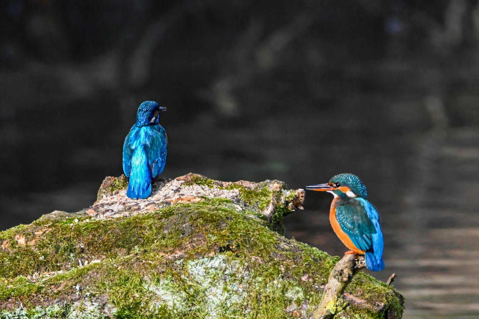 Kingfisher Photos, Download The BEST Free Kingfisher Stock Photos & HD ...