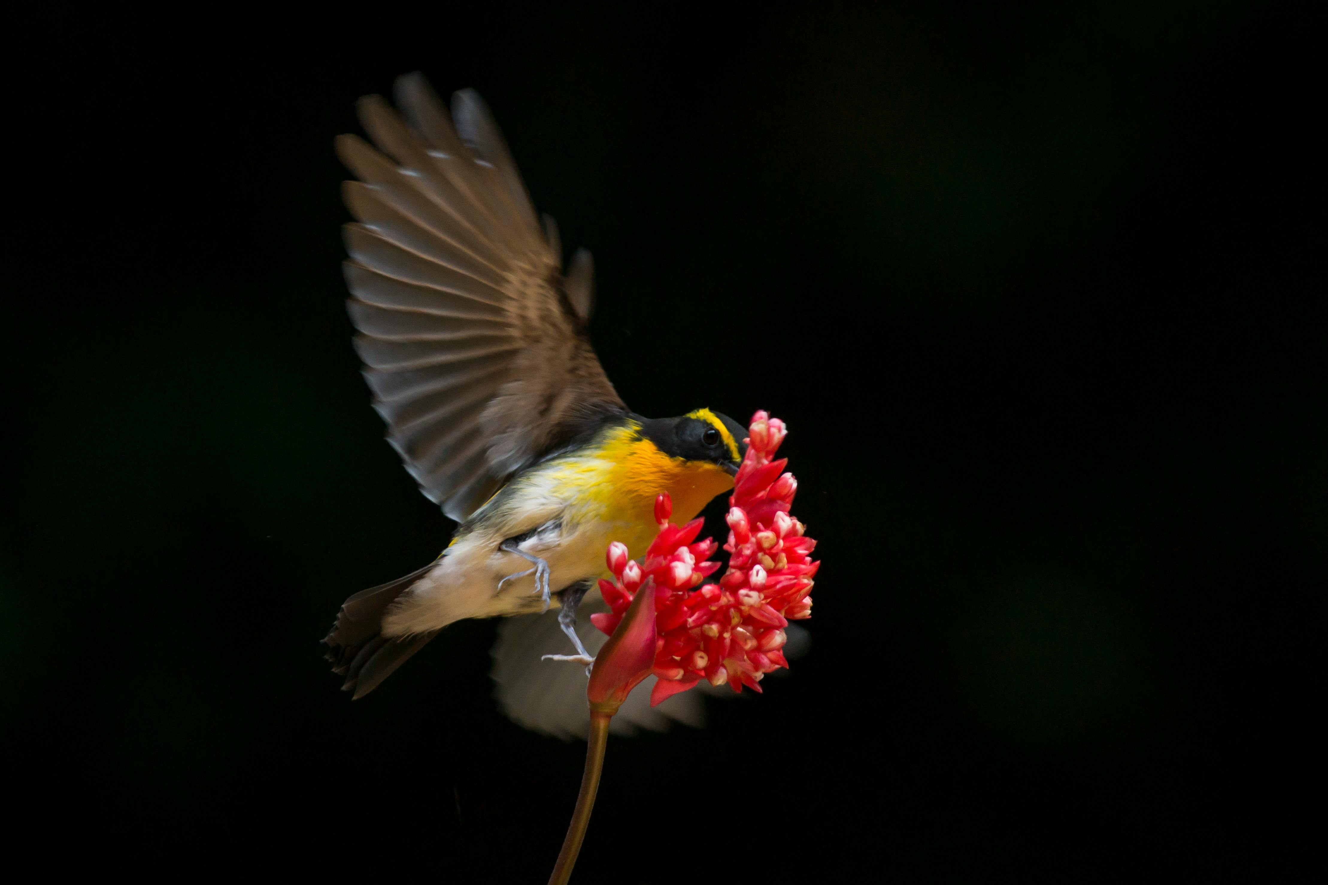 Vibrant Warbler in Flight with Red Flowers · Free Stock Photo