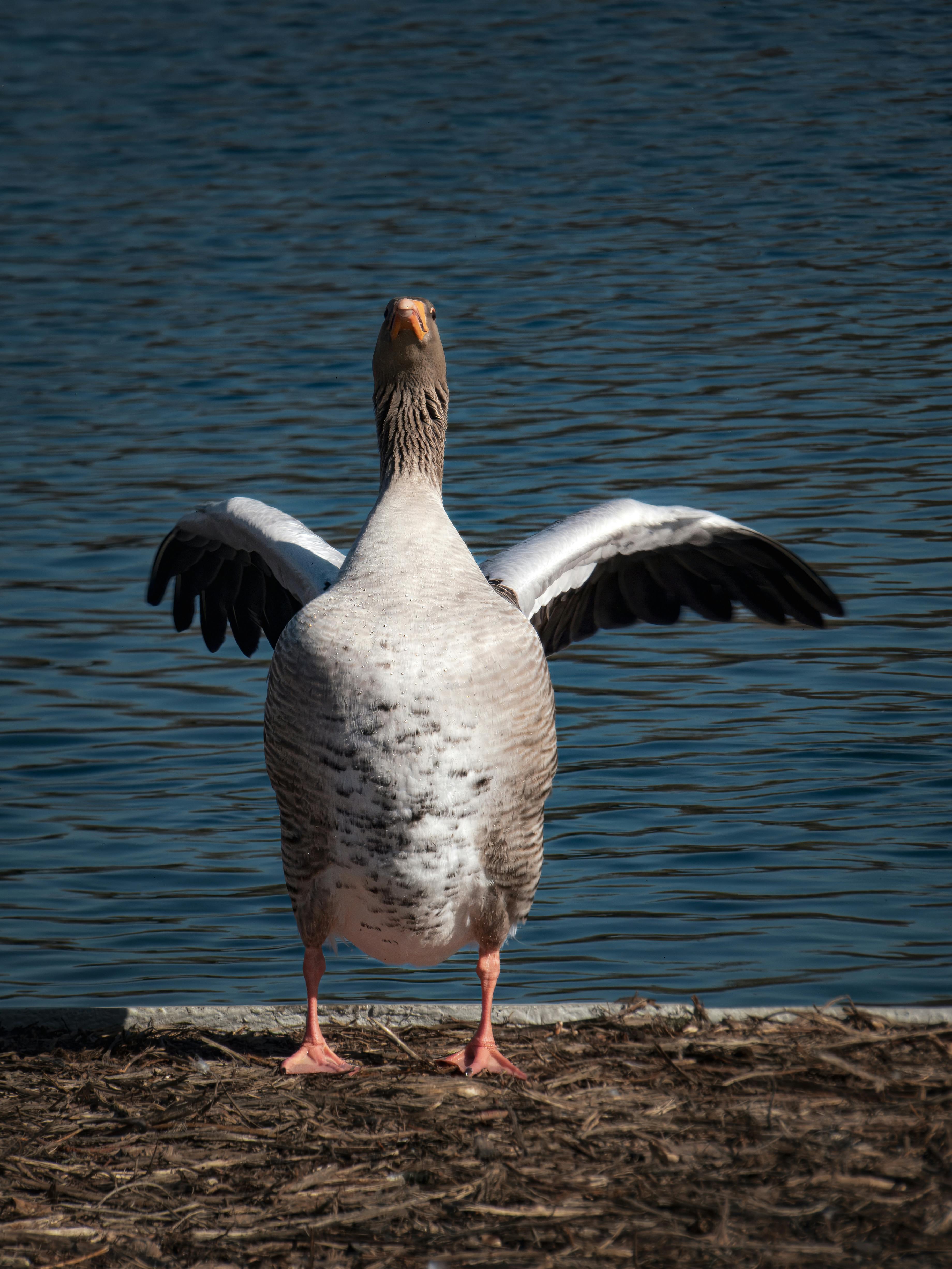 Wild Goose Spread Wings by the Water · Free Stock Photo