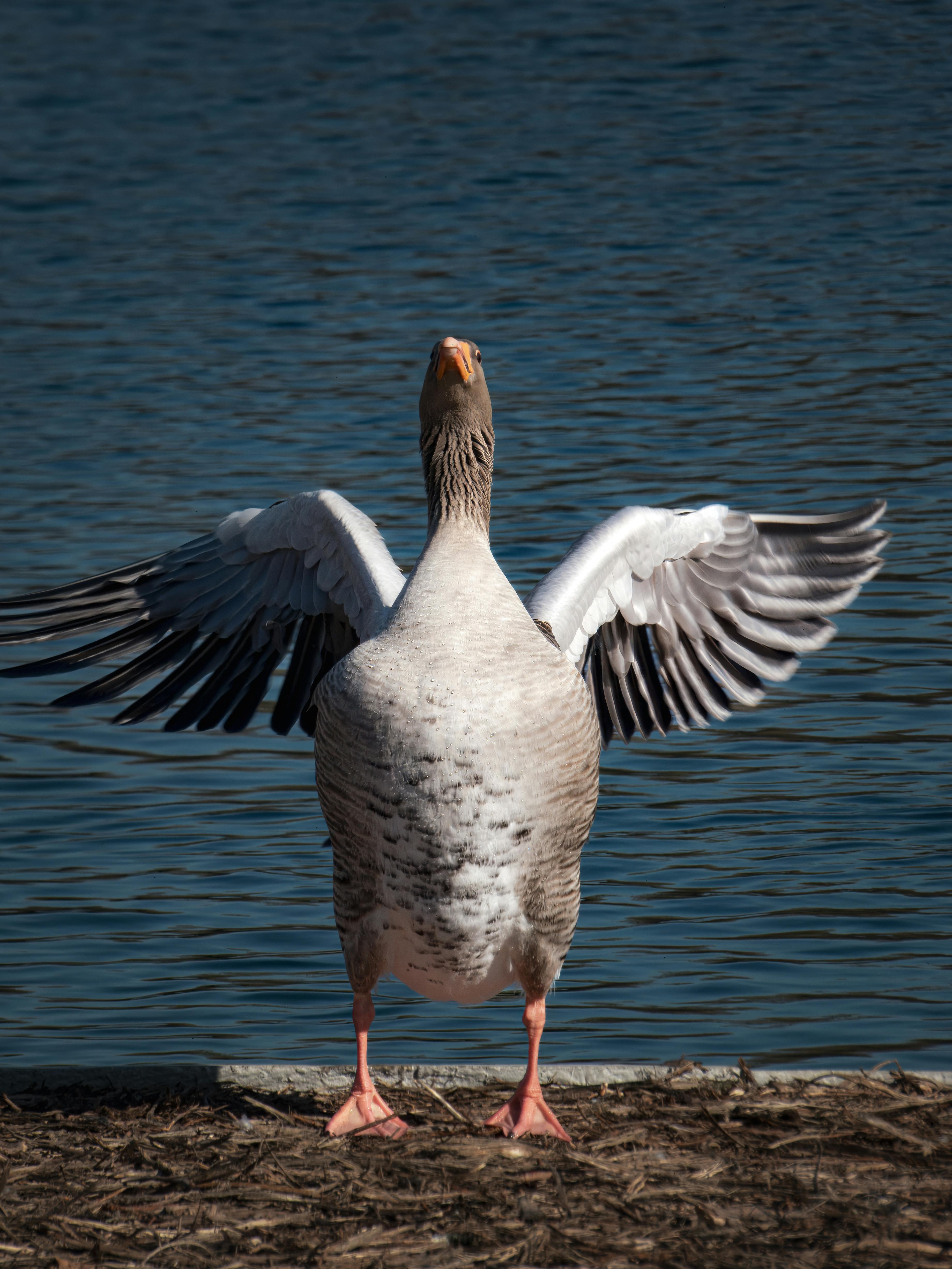 Majestic Goose Stretching by the Lake · Free Stock Photo