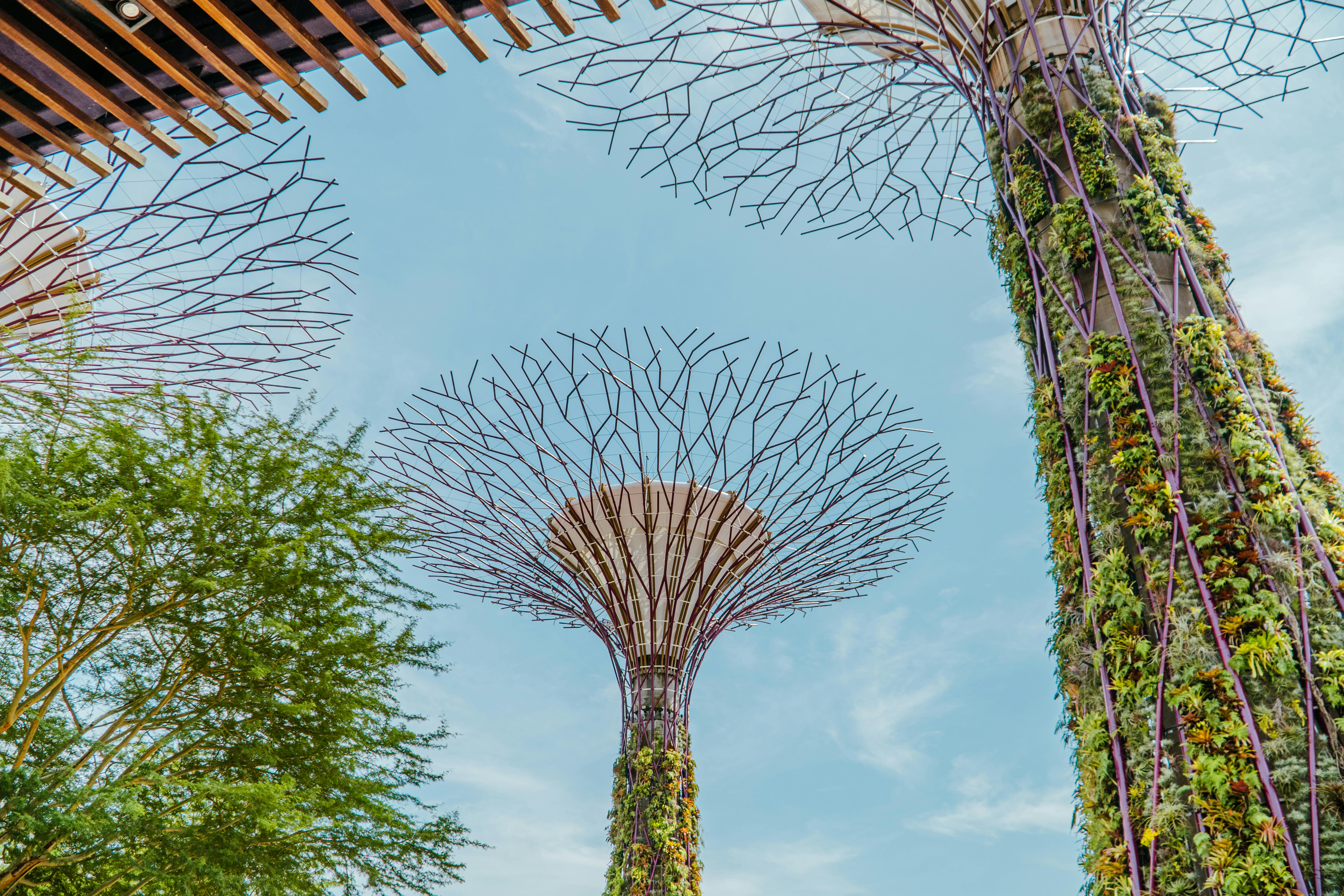 Supertrees in Gardens by the Bay, Singapore · Free Stock Photo