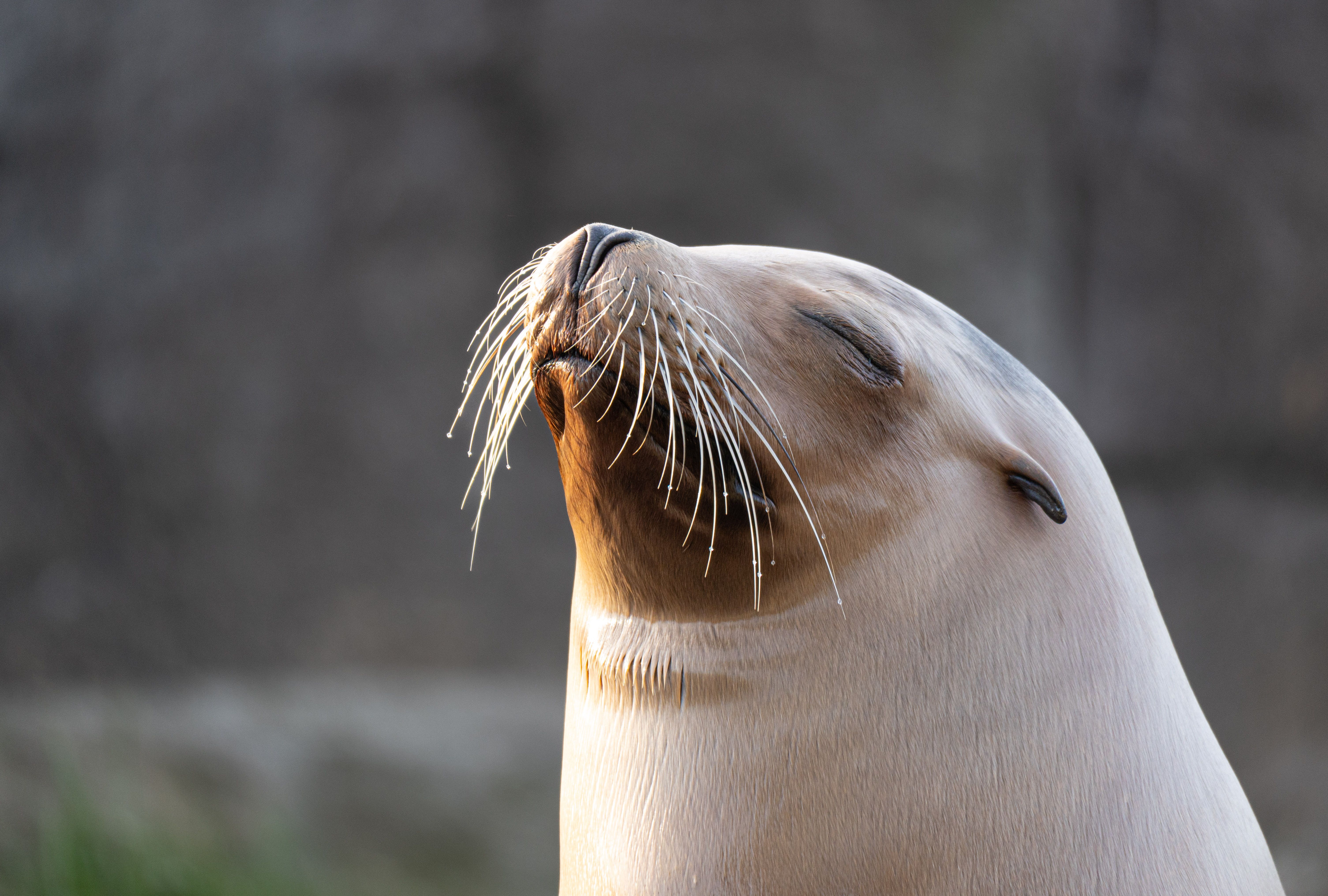 Tranquil Sea Lion Basking in København Zoo · Free Stock Photo