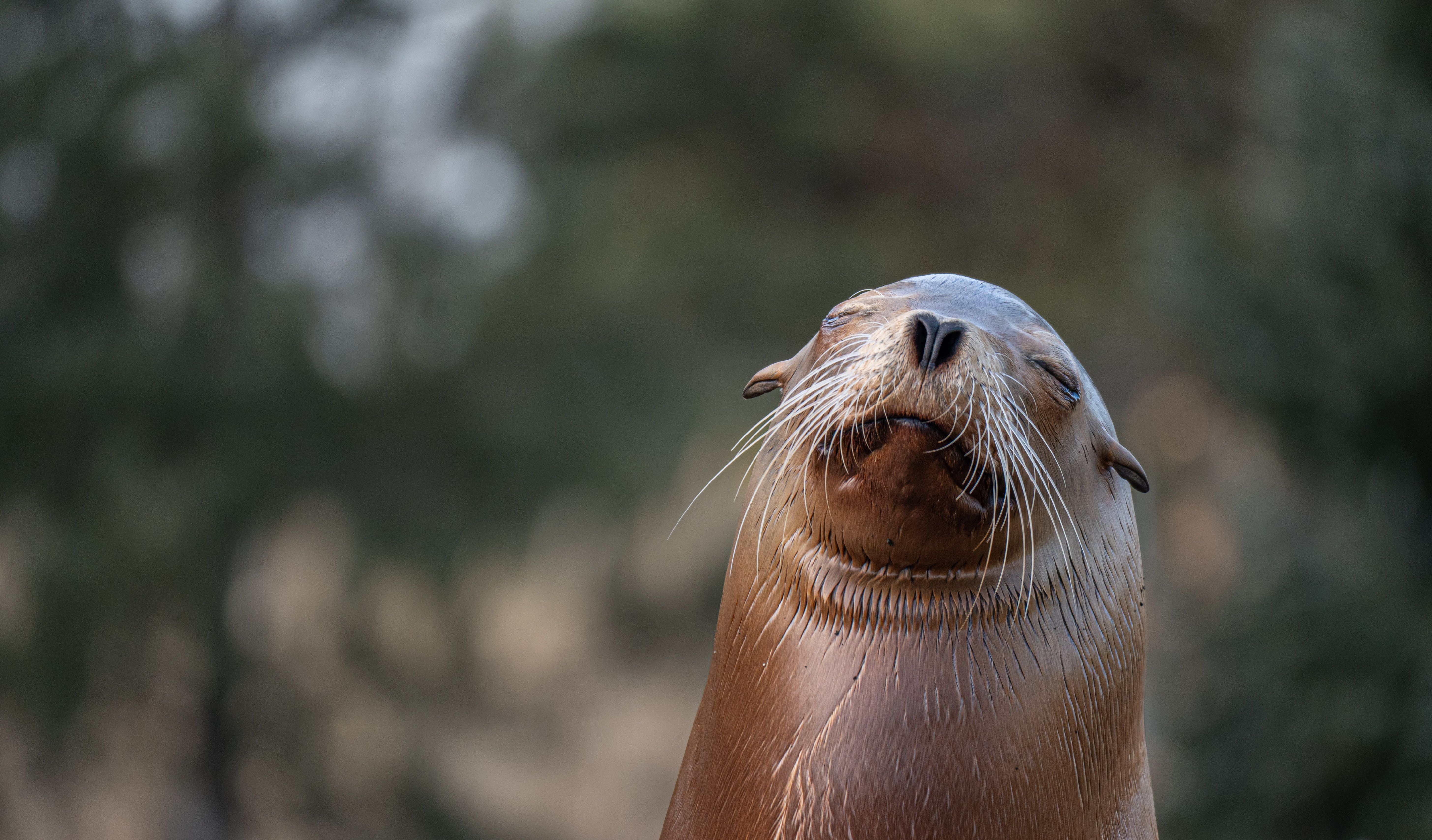 Close-up Portrait of a Sea Lion Relaxing in Copenhagen Zoo · Free Stock ...