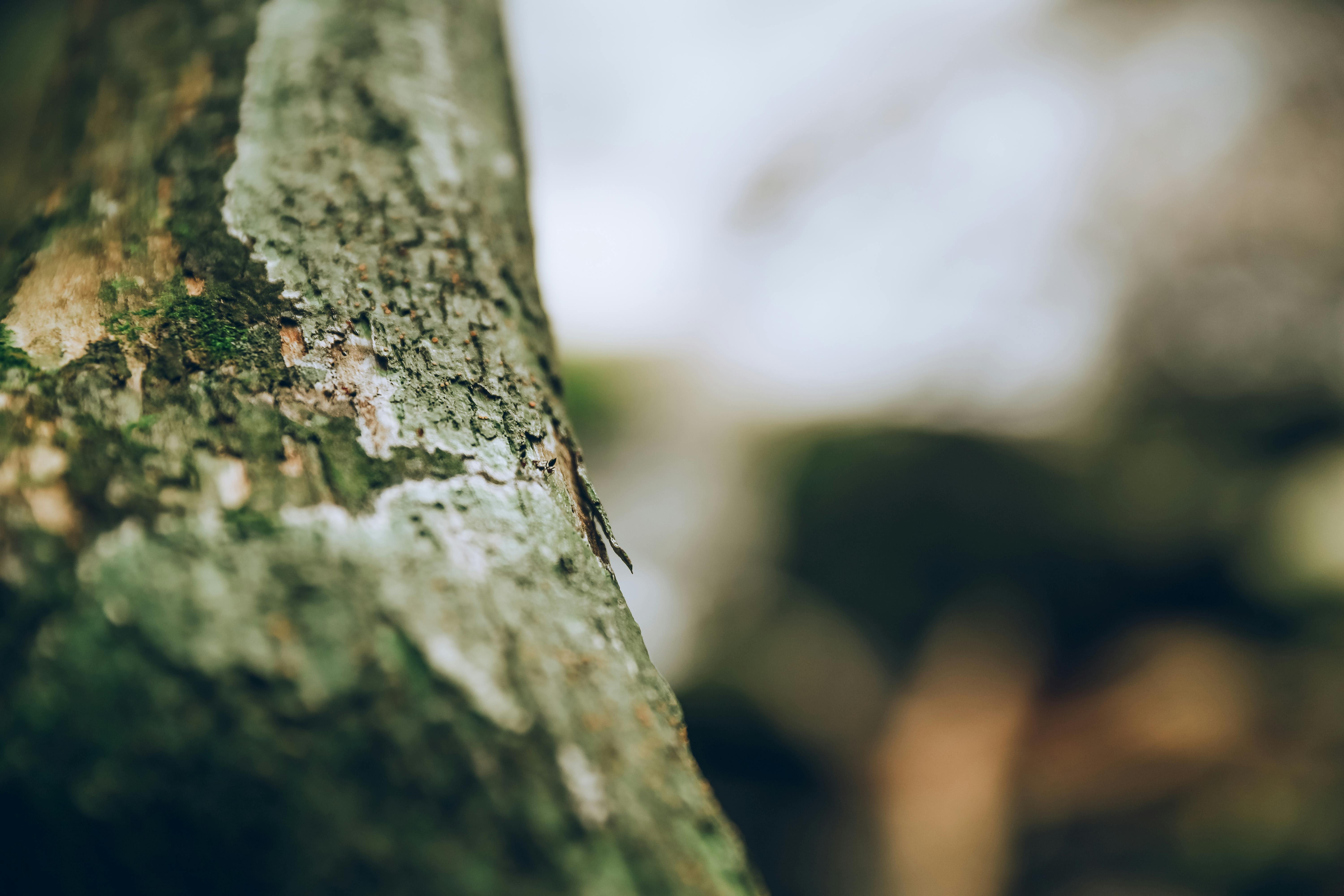 Close-up of Mossy Tree Bark in Nature · Free Stock Photo