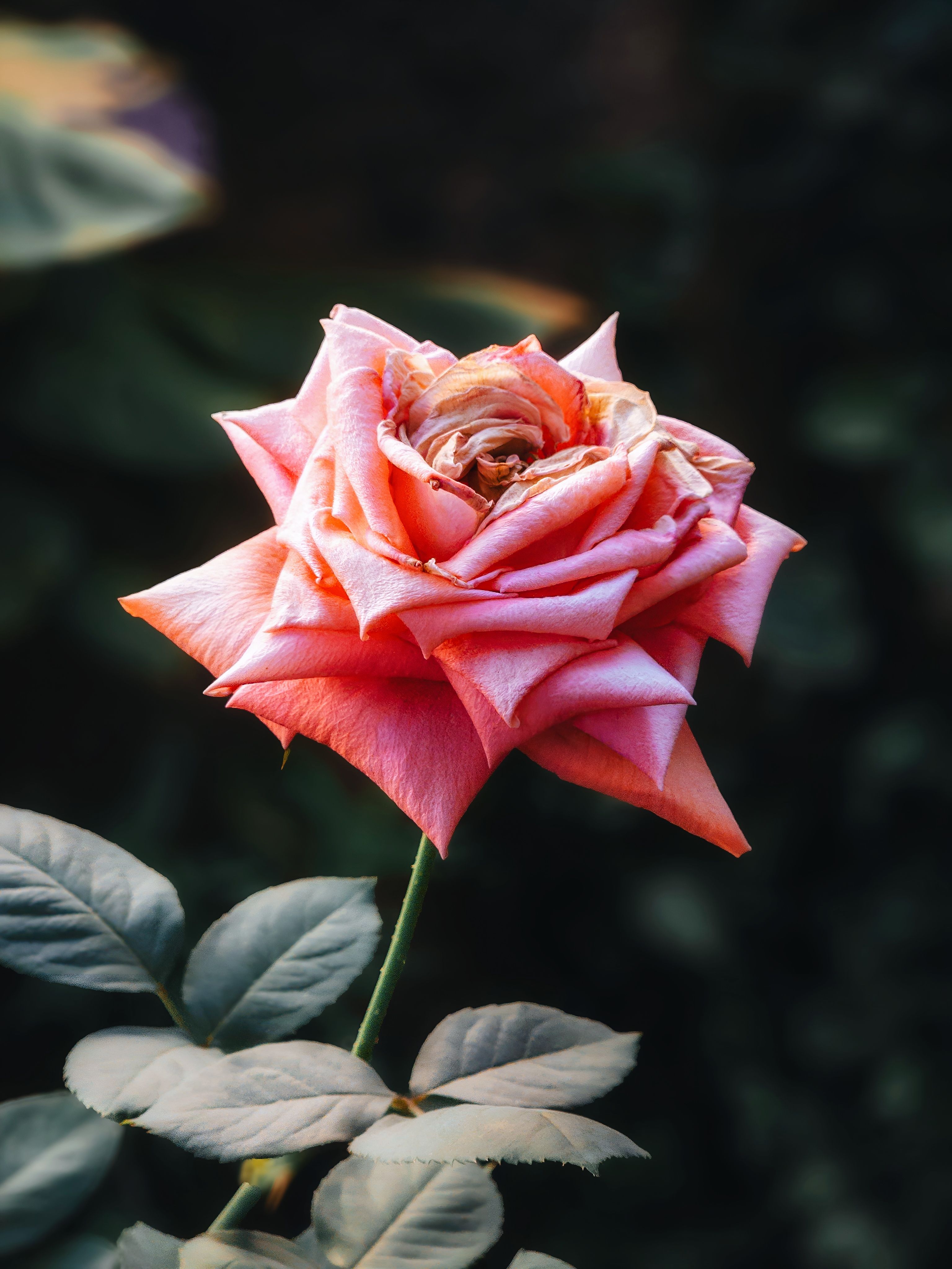 Elegant Pink Rose in Full Bloom Outdoors · Free Stock Photo