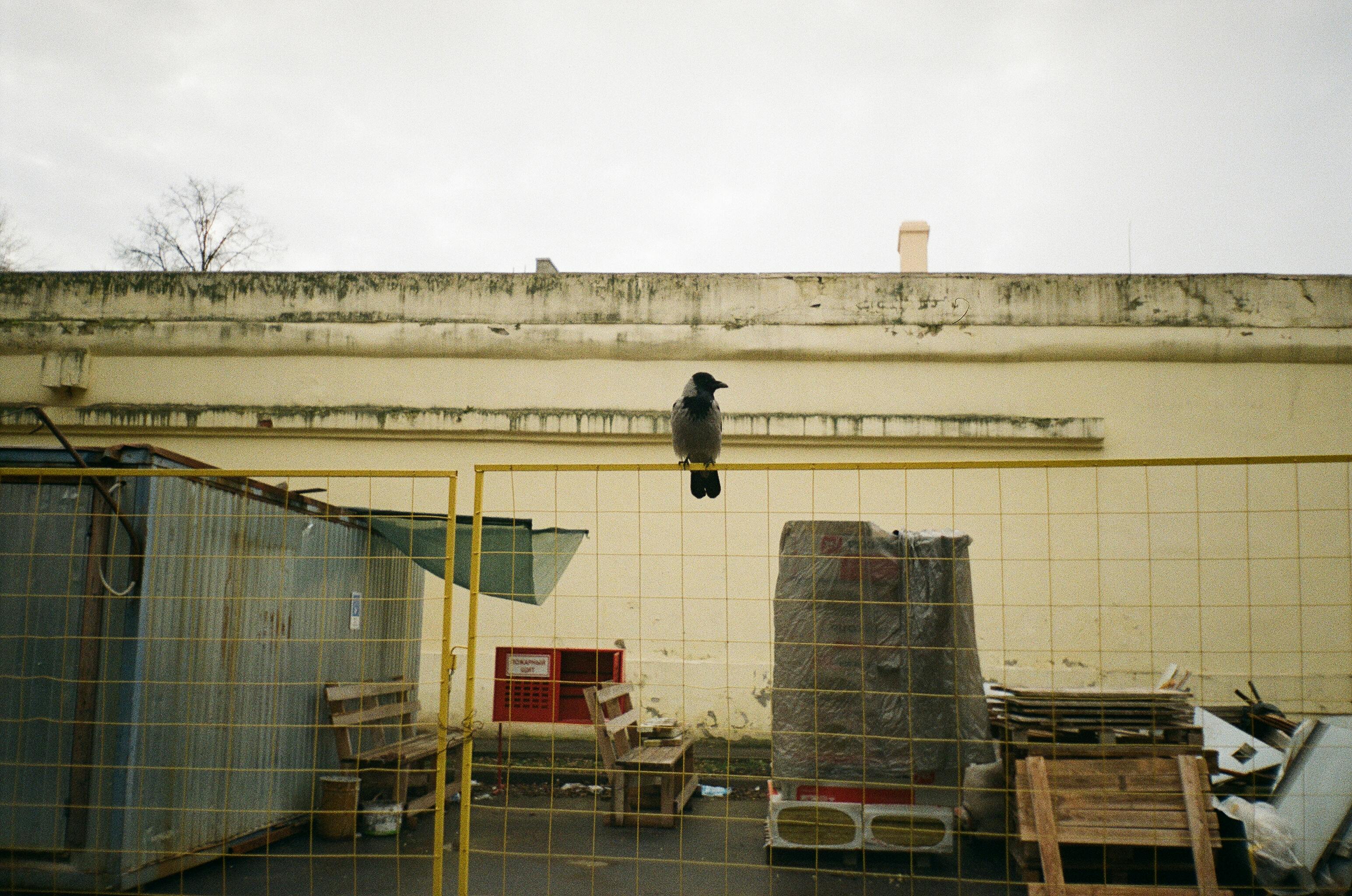 Crow Perched on a Construction Fence · Free Stock Photo