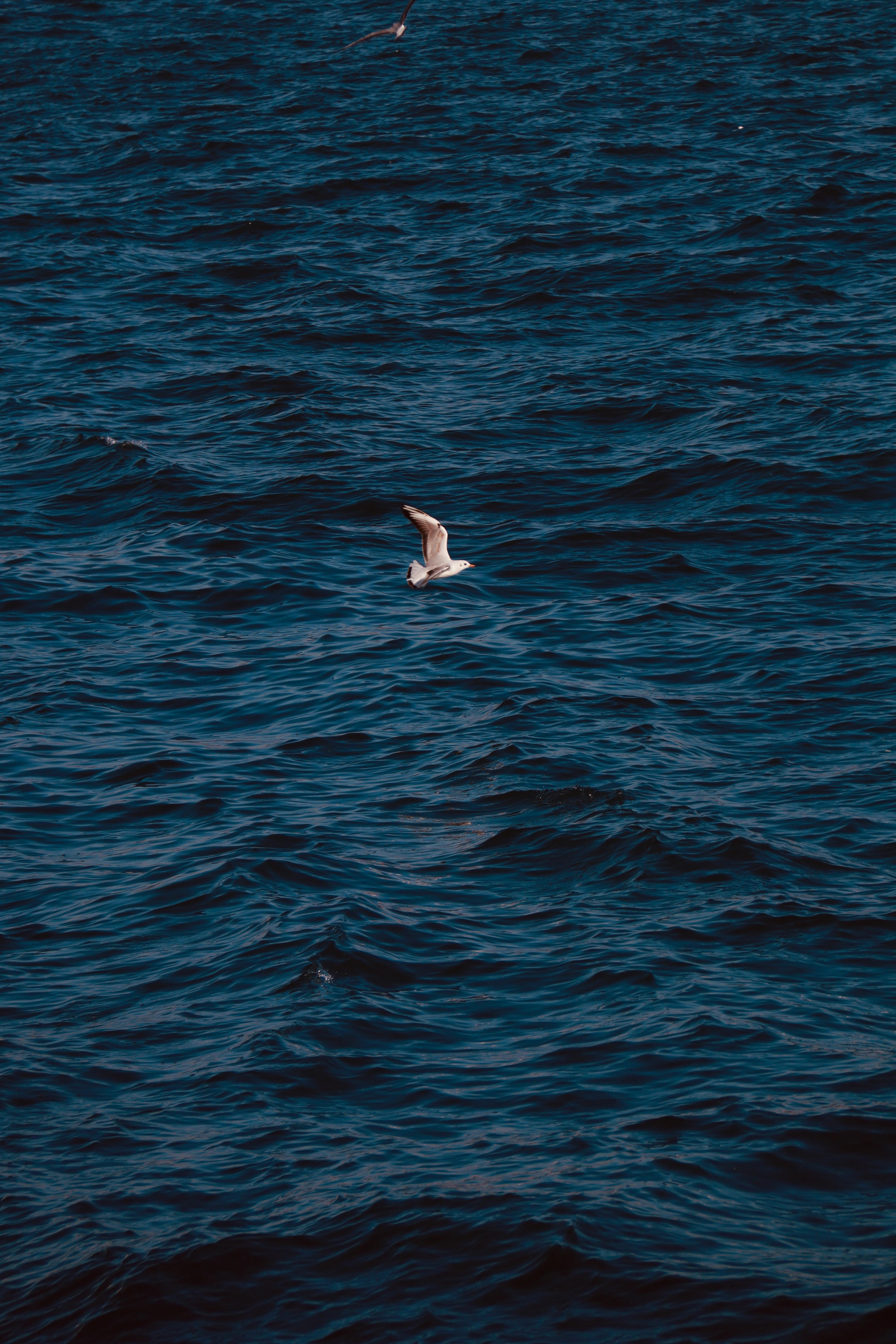 Solitary Seagull Flying Over Ocean Waves · Free Stock Photo