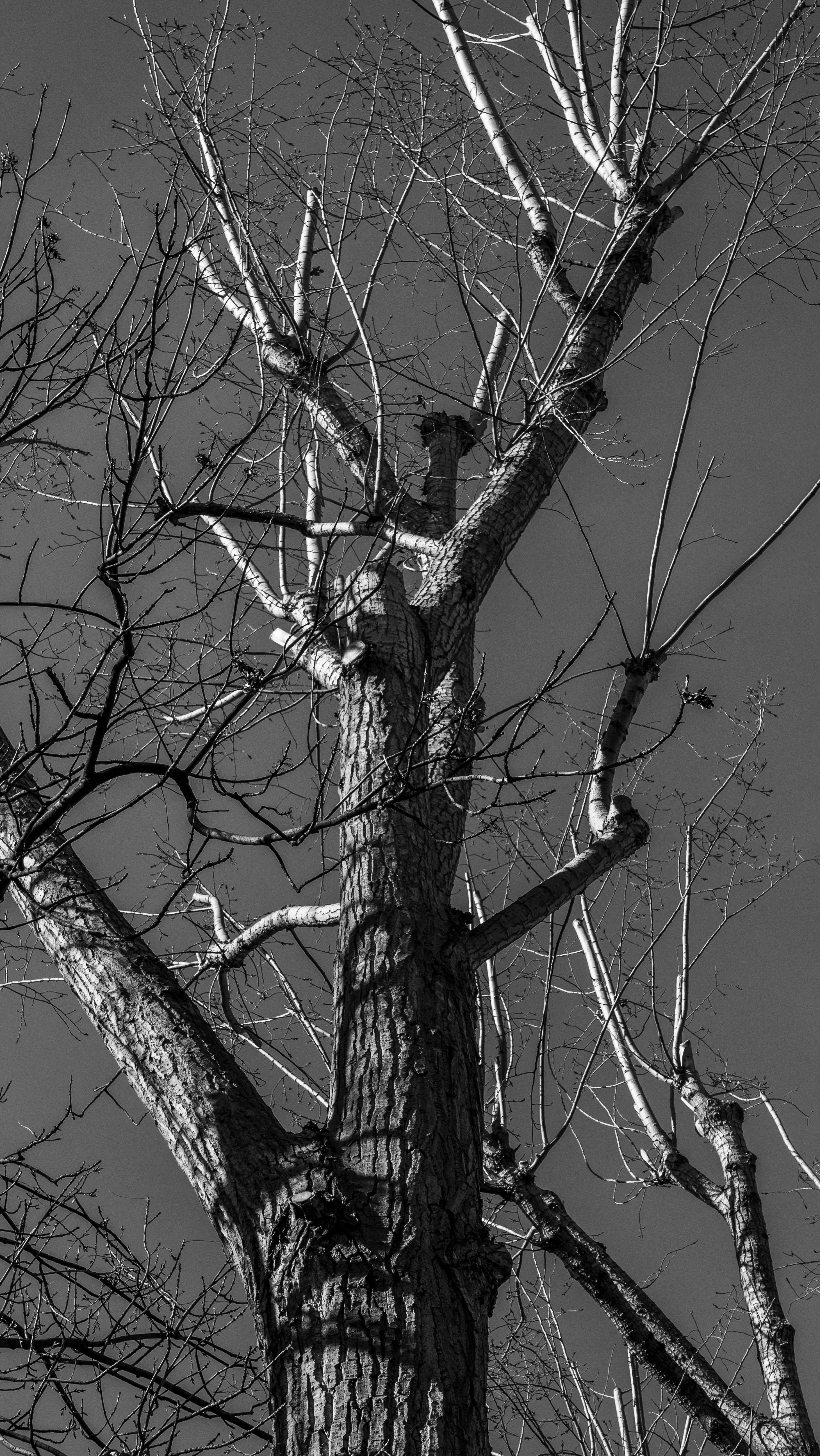 Silhouette Photo of Withered Tree · Free Stock Photo