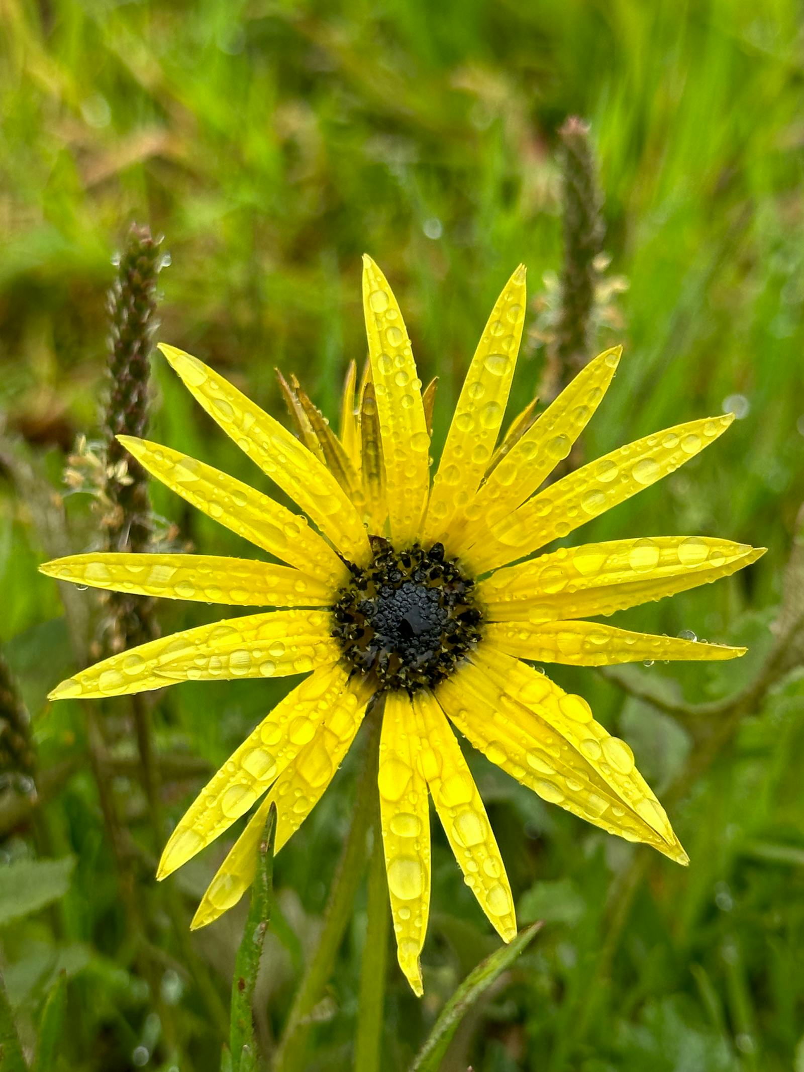 Flowers Yellow Photos, Download The BEST Free Flowers Yellow Stock ...