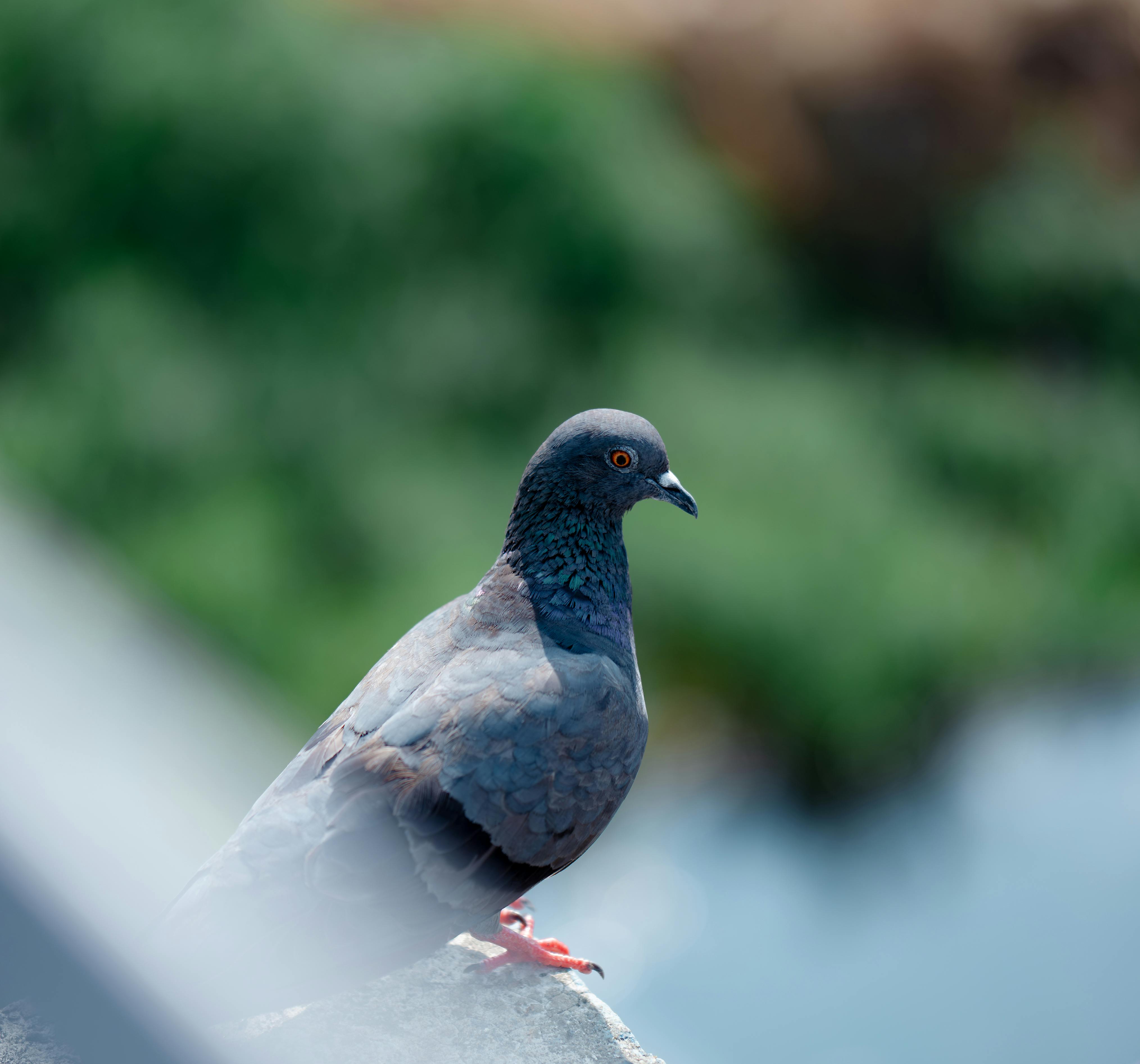 4,000+张最精彩的“Common Needs”图片 · 100%免费下载 · Pexels素材图片