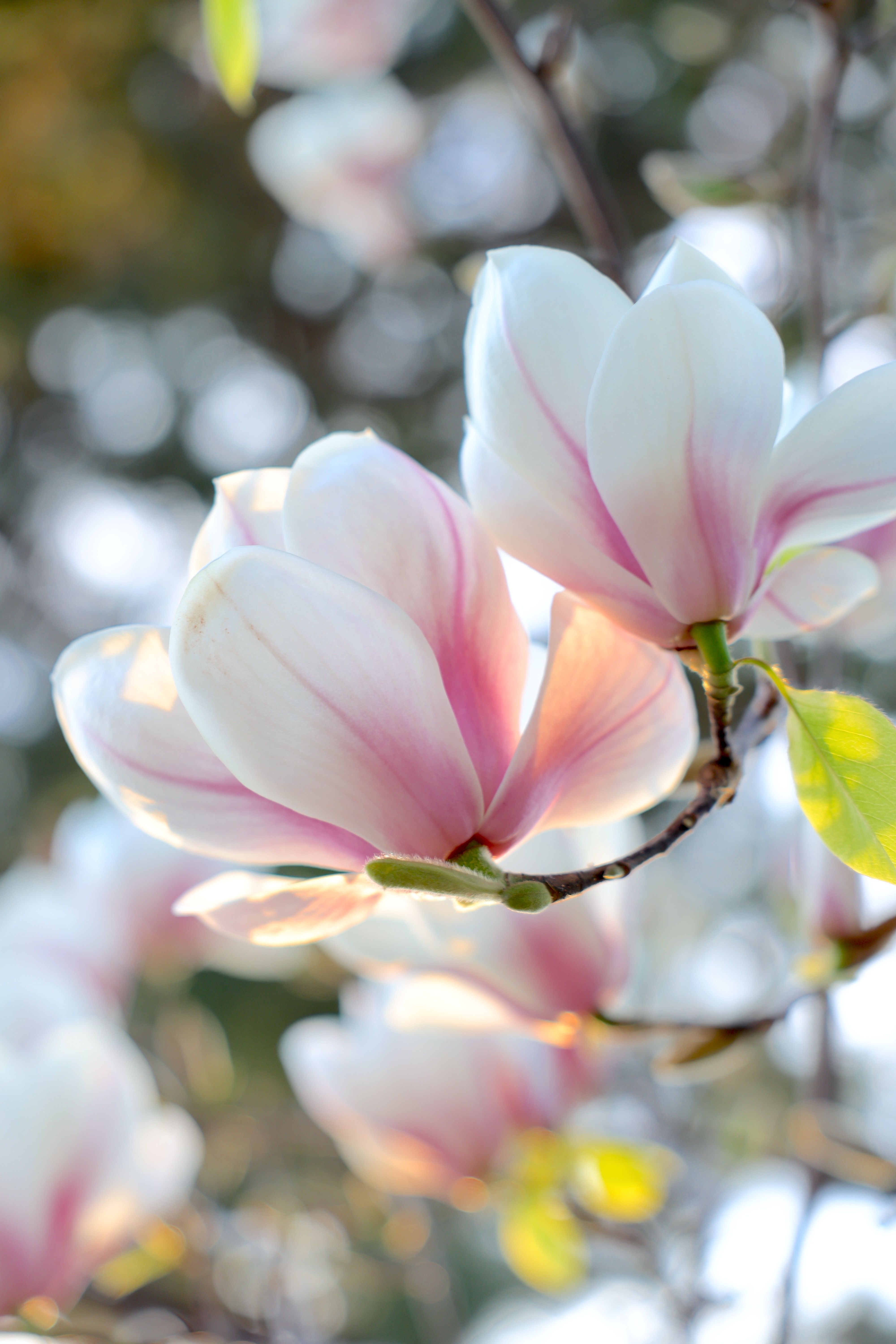 Close-Up of Blooming Magnolia Flowers in Spring · Free Stock Photo