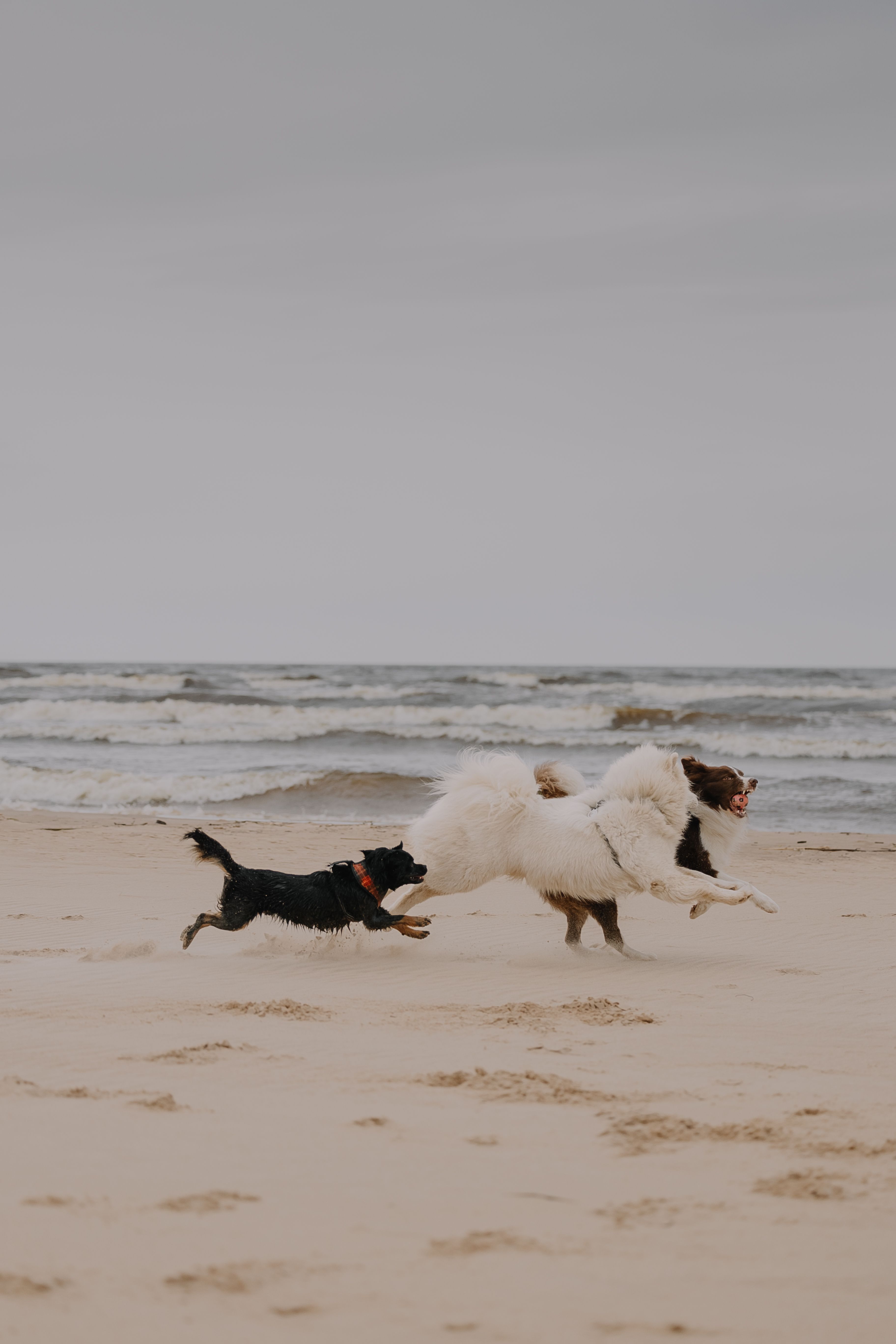 Playful dogs running on a sandy beach · Free Stock Photo