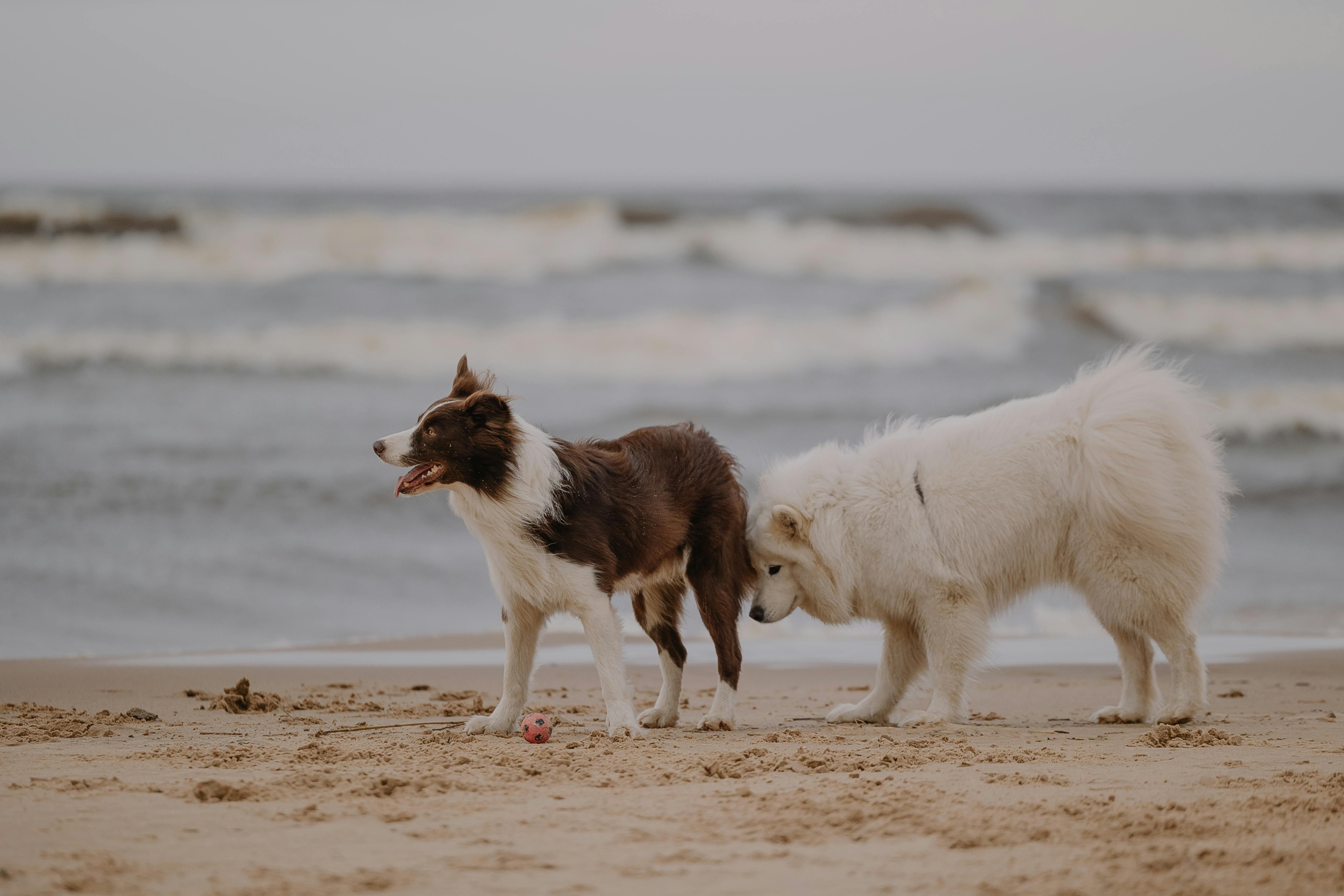Two Dogs Playing on a Beach Shoreline · Free Stock Photo