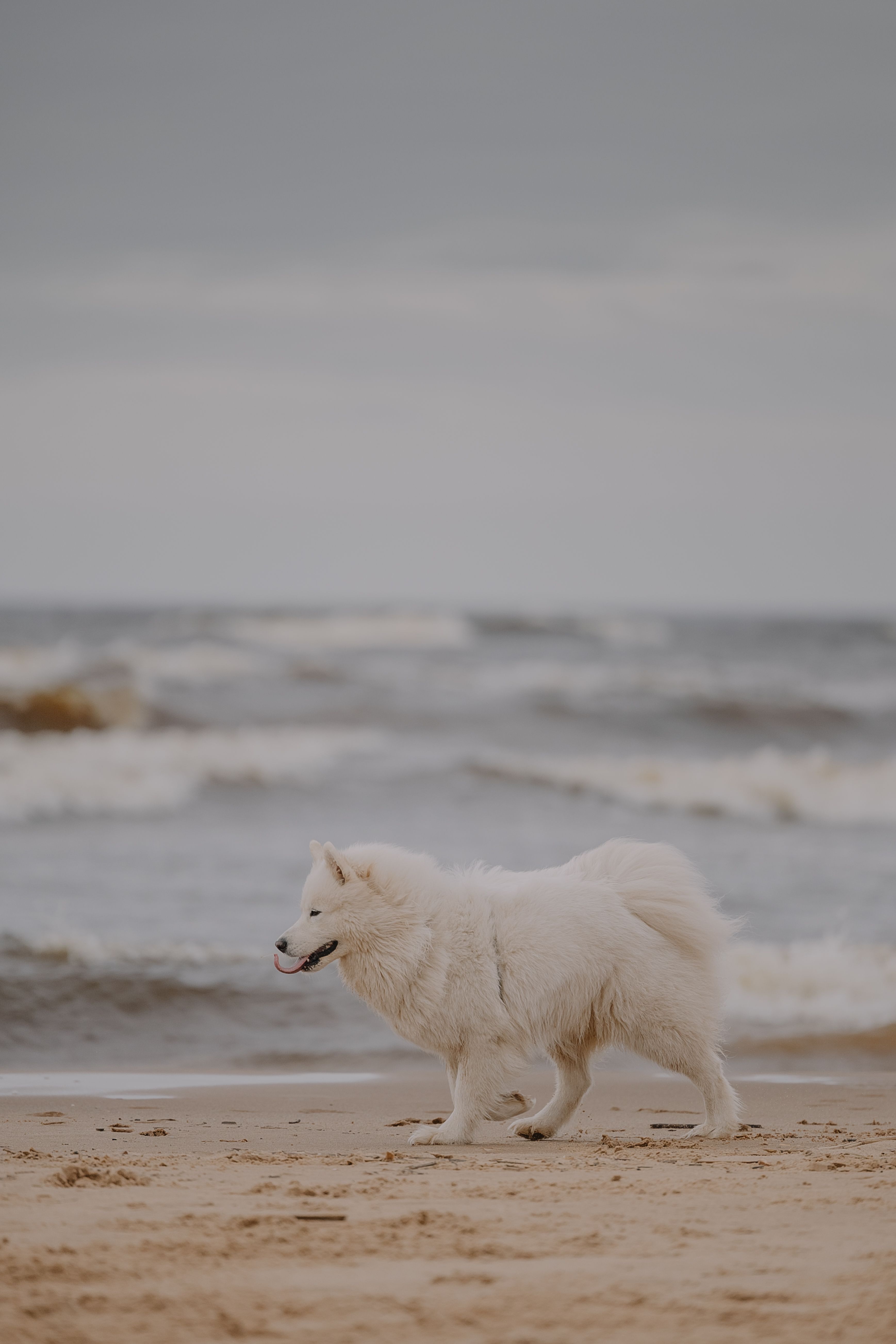 Samoyed Dog Walking on Sandy Beach · Free Stock Photo