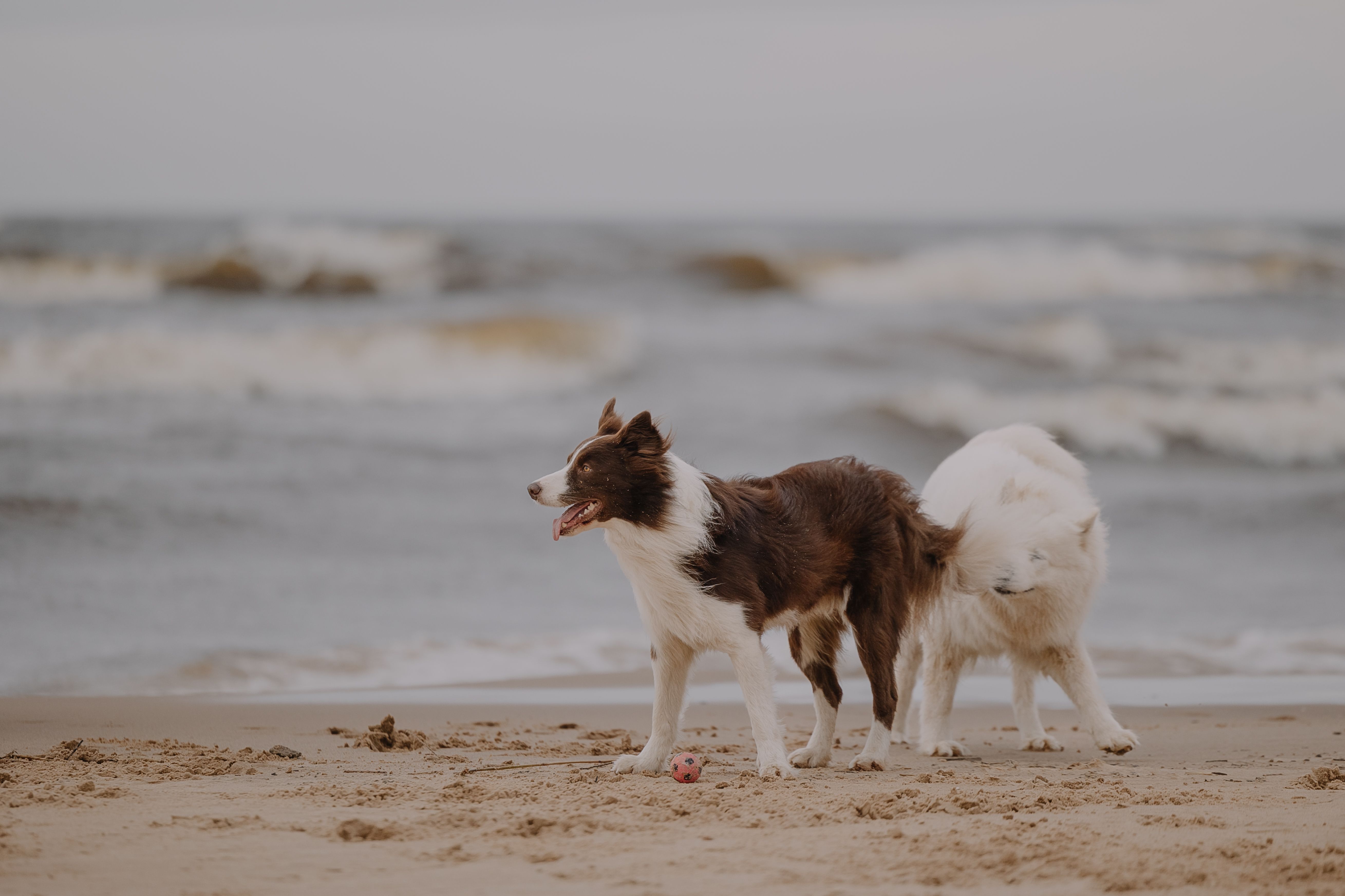 Two Border Collies Playing on Sandy Beach Shore · Free Stock Photo
