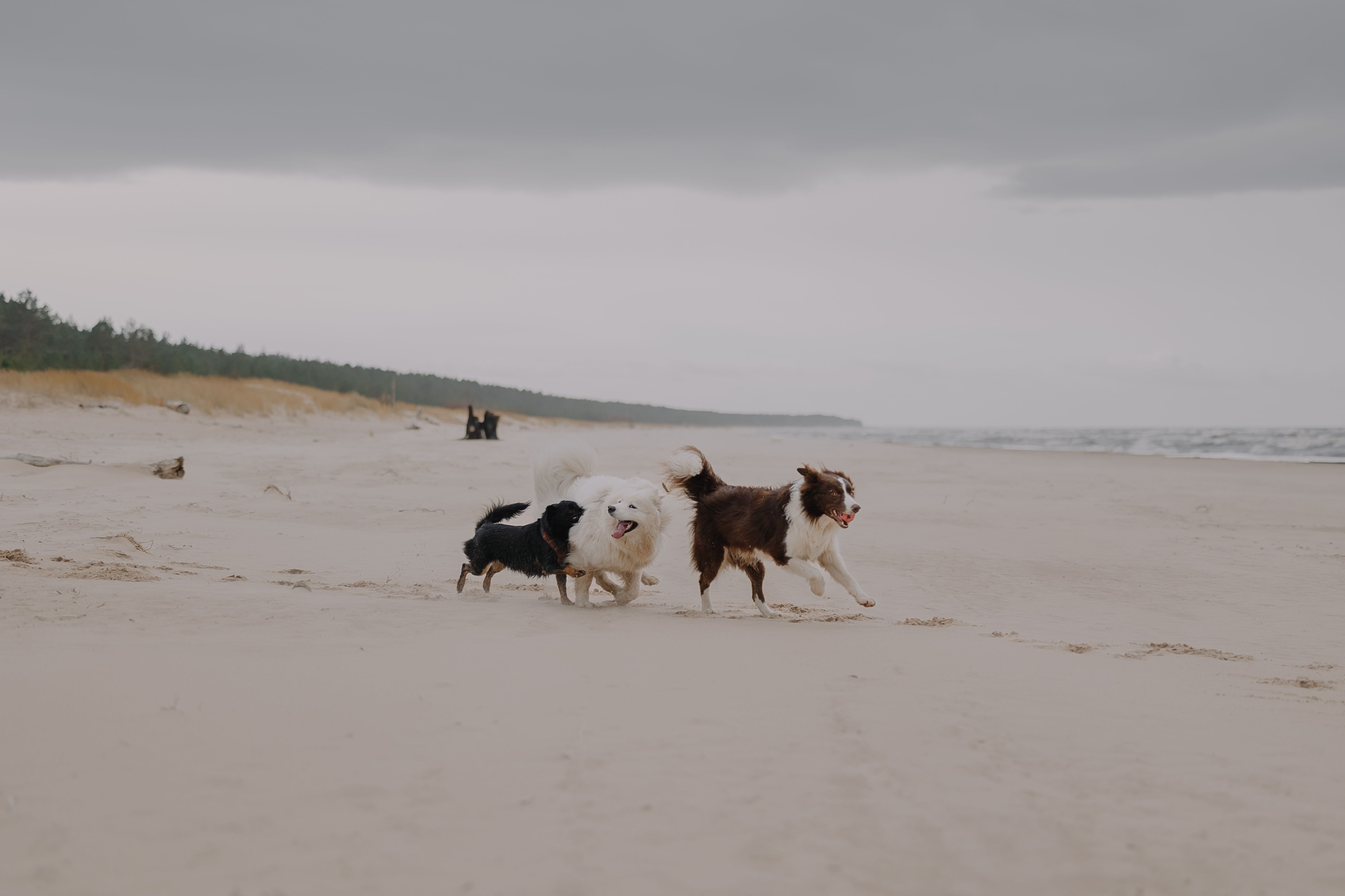 Dog Running At The Beach · Free Stock Photo