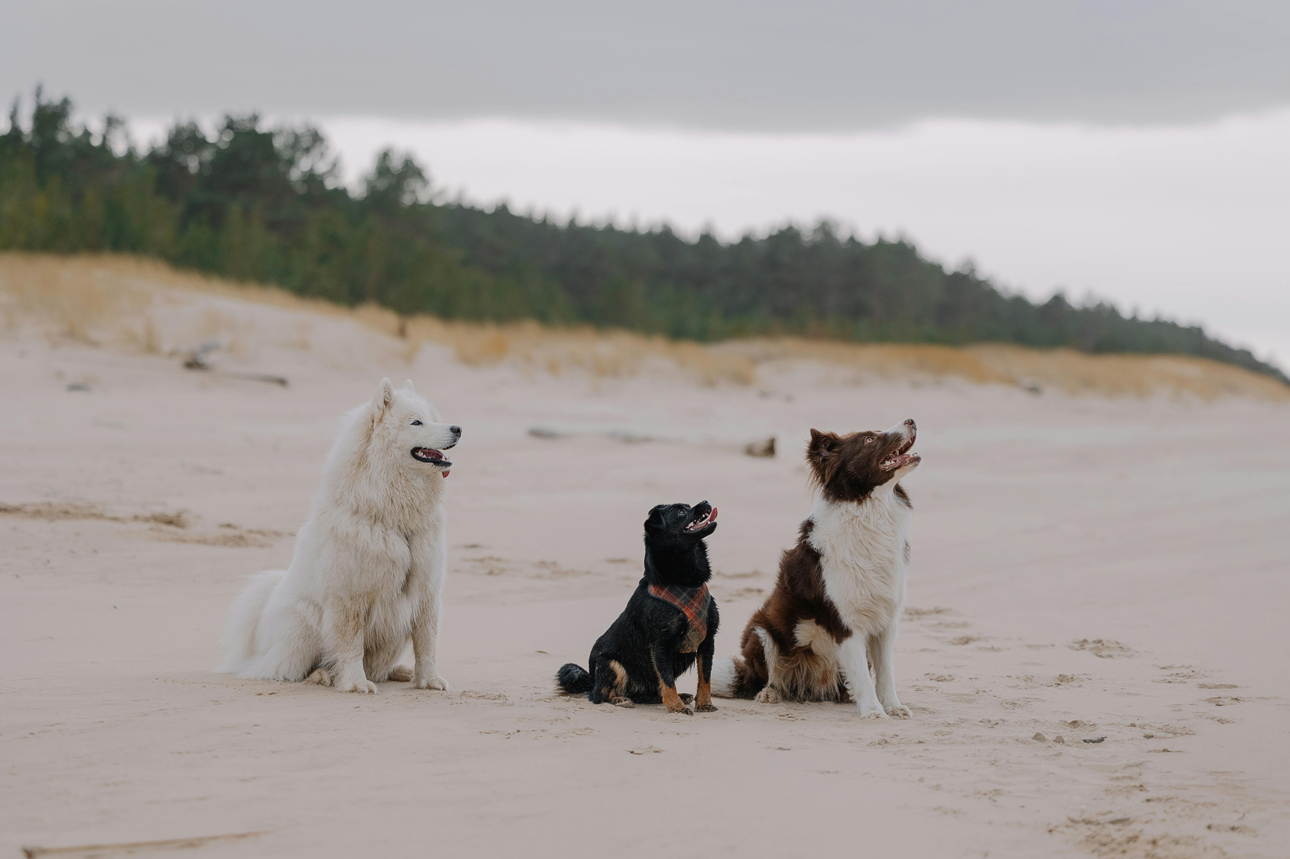 Three Happy Dogs Sitting on a Sandy Beach · Free Stock Photo