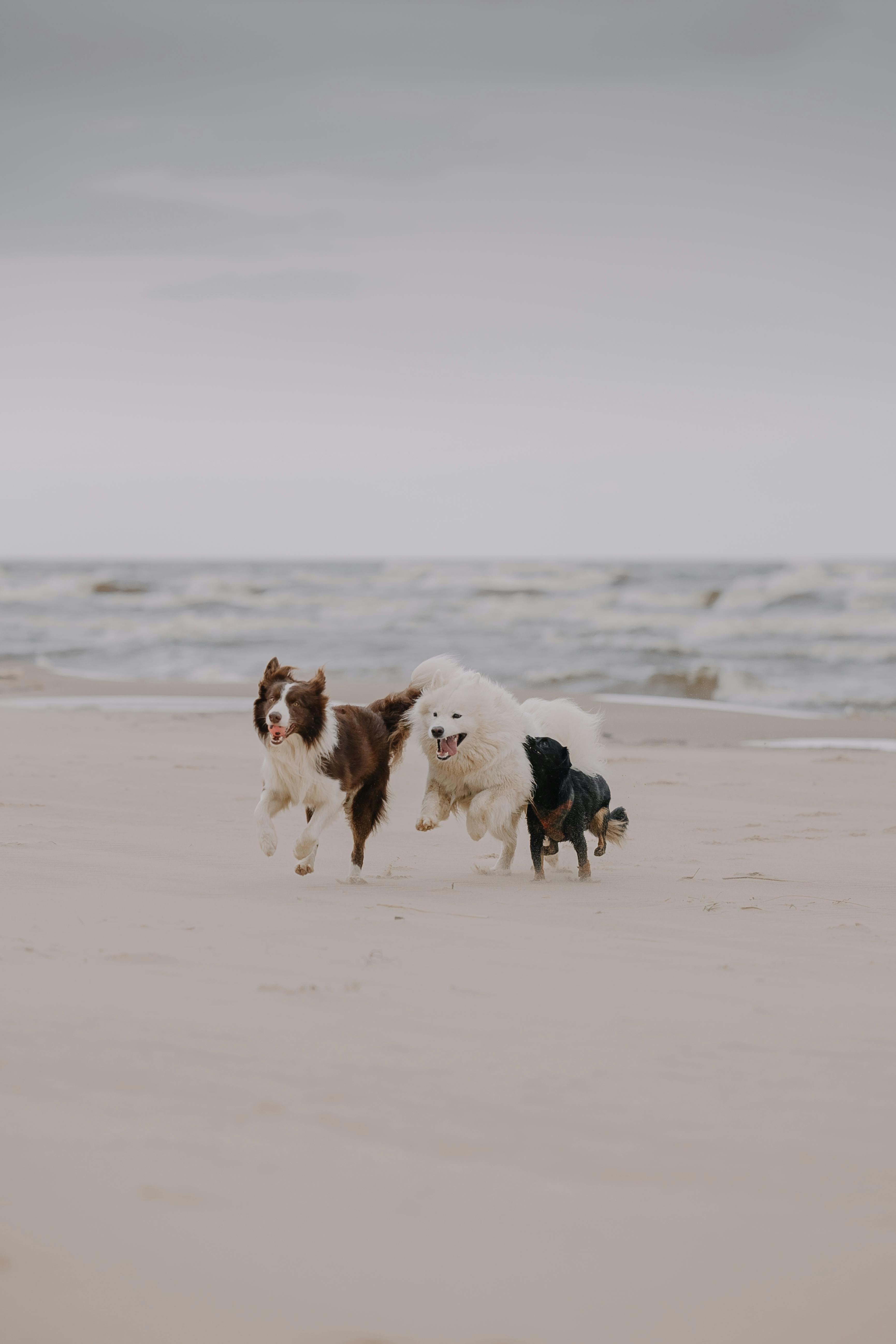Three Dogs Running on a Tranquil Beach · Free Stock Photo