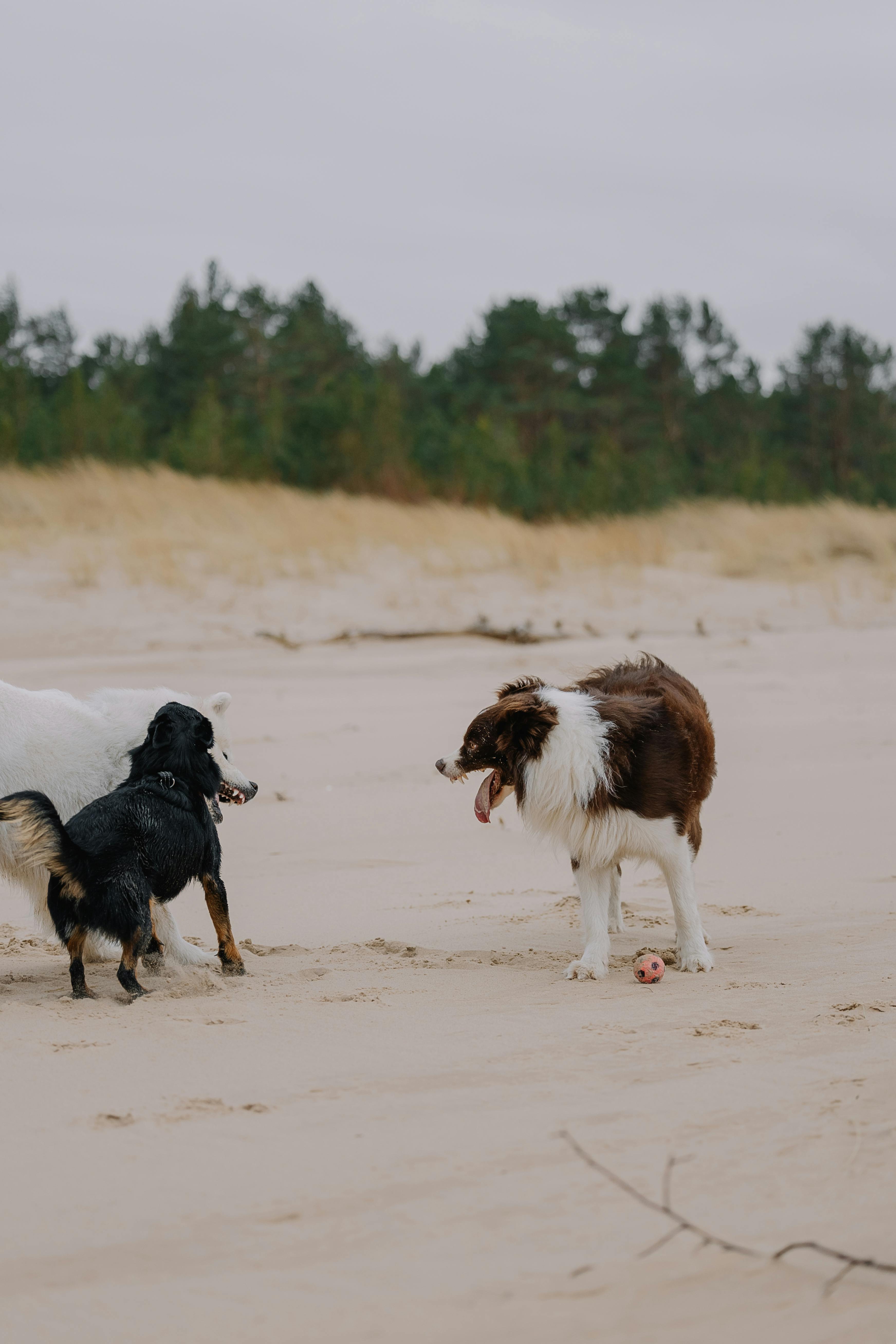 Lifelong Companions Photos, Download The BEST Free Lifelong Companions ...