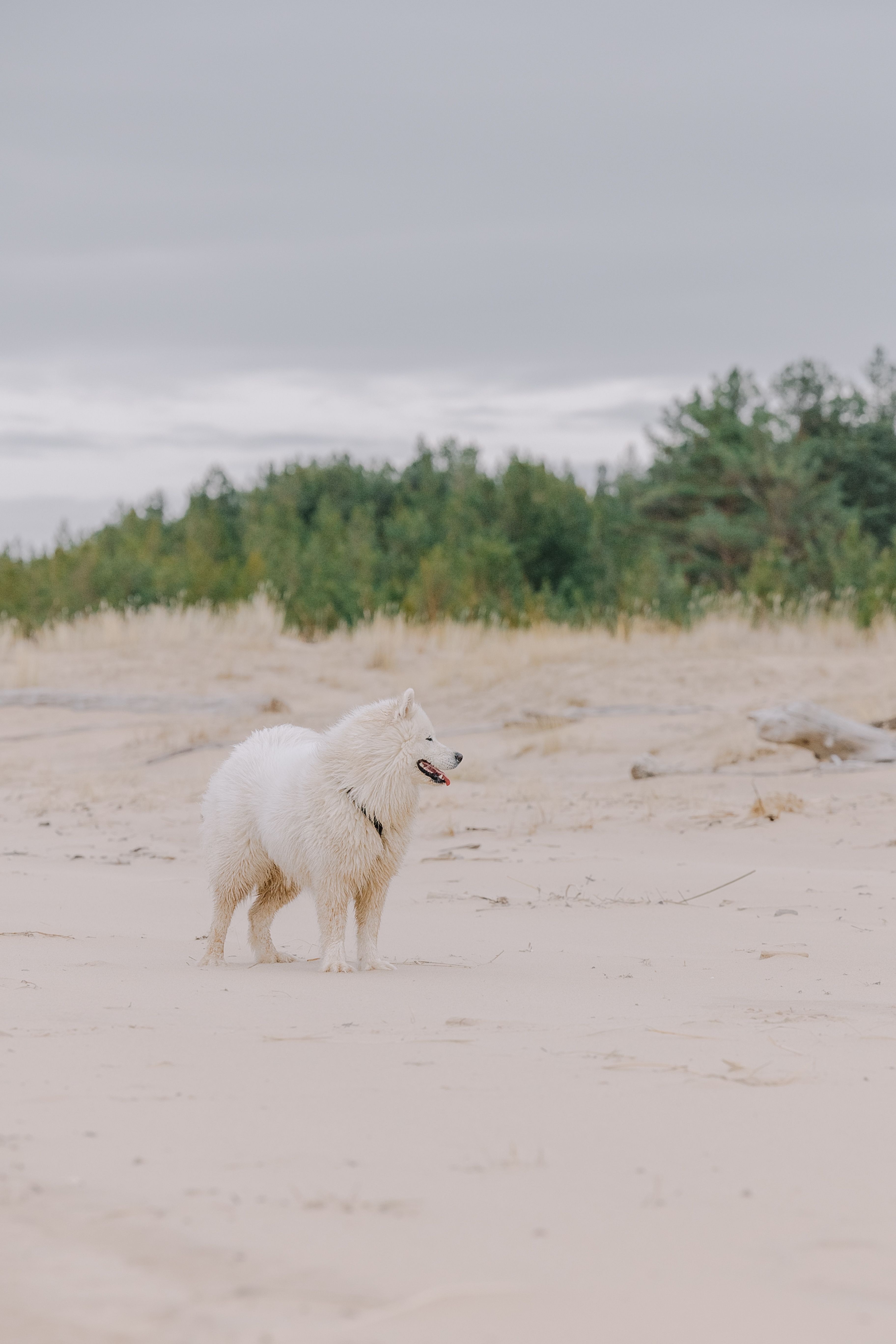 White Samoyed Dog on Sandy Beach Landscape · Free Stock Photo