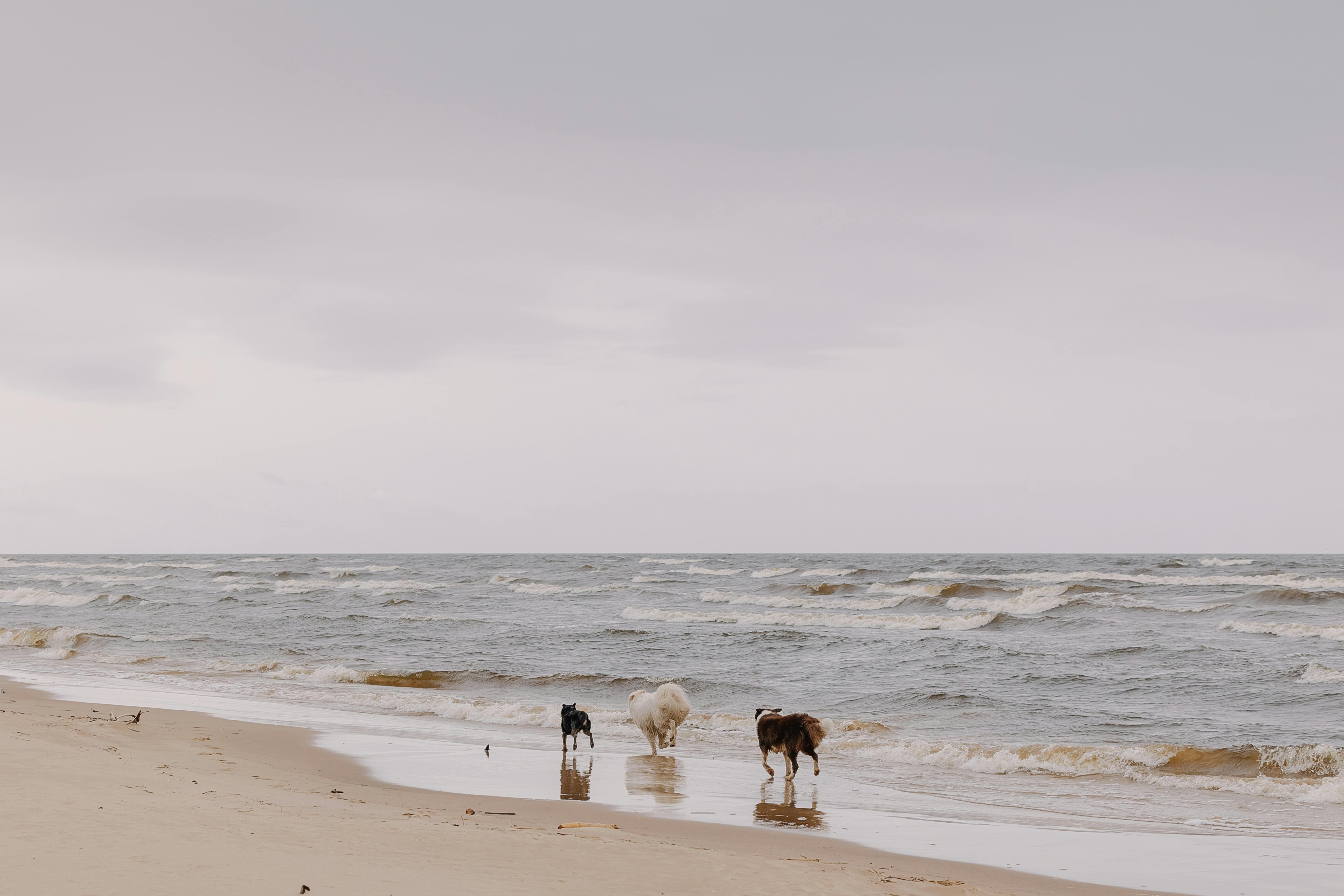 Dogs Strolling on Tranquil Beach Shoreline · Free Stock Photo