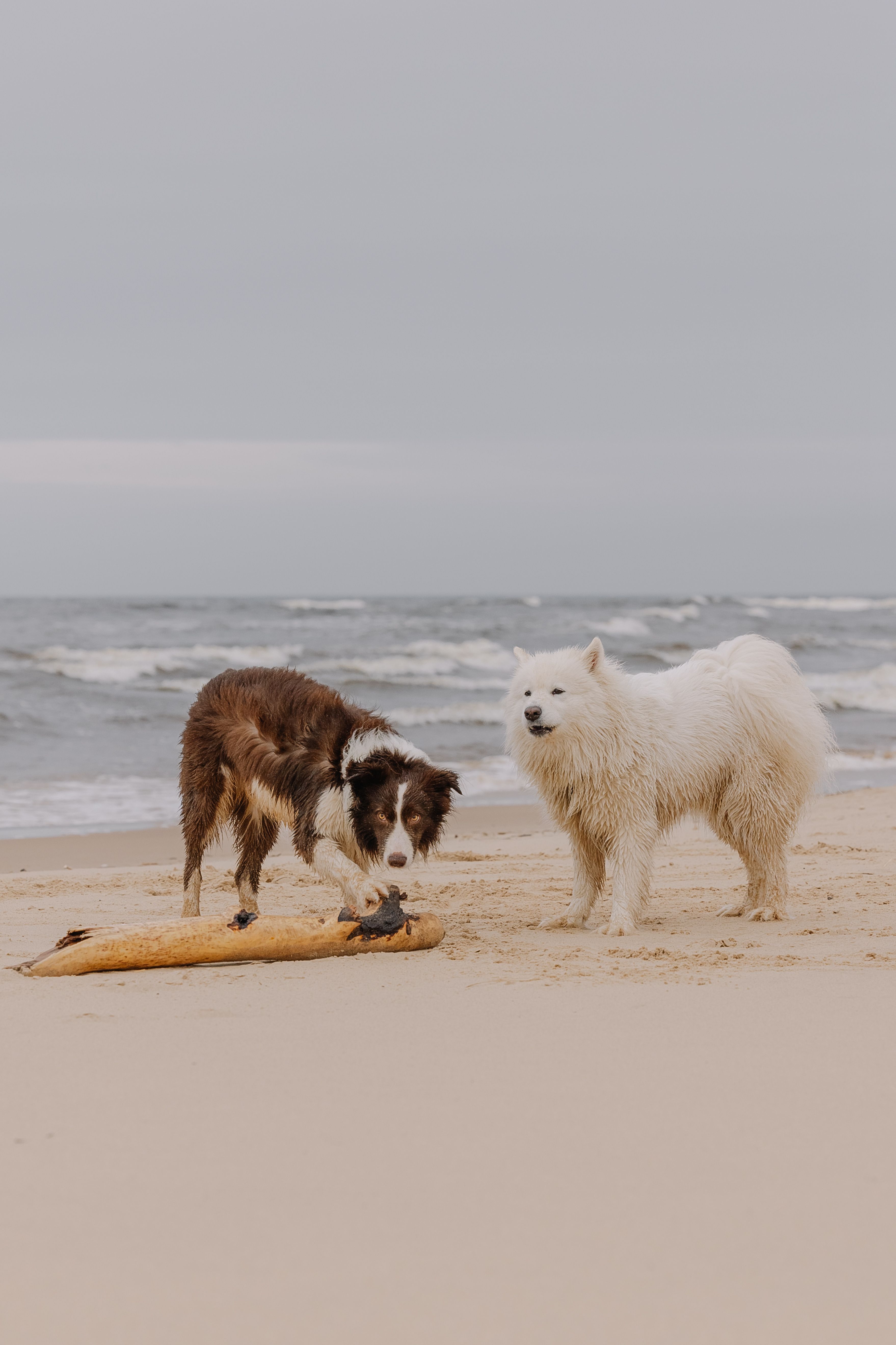Two Dogs Playing on a Sandy Beach · Free Stock Photo