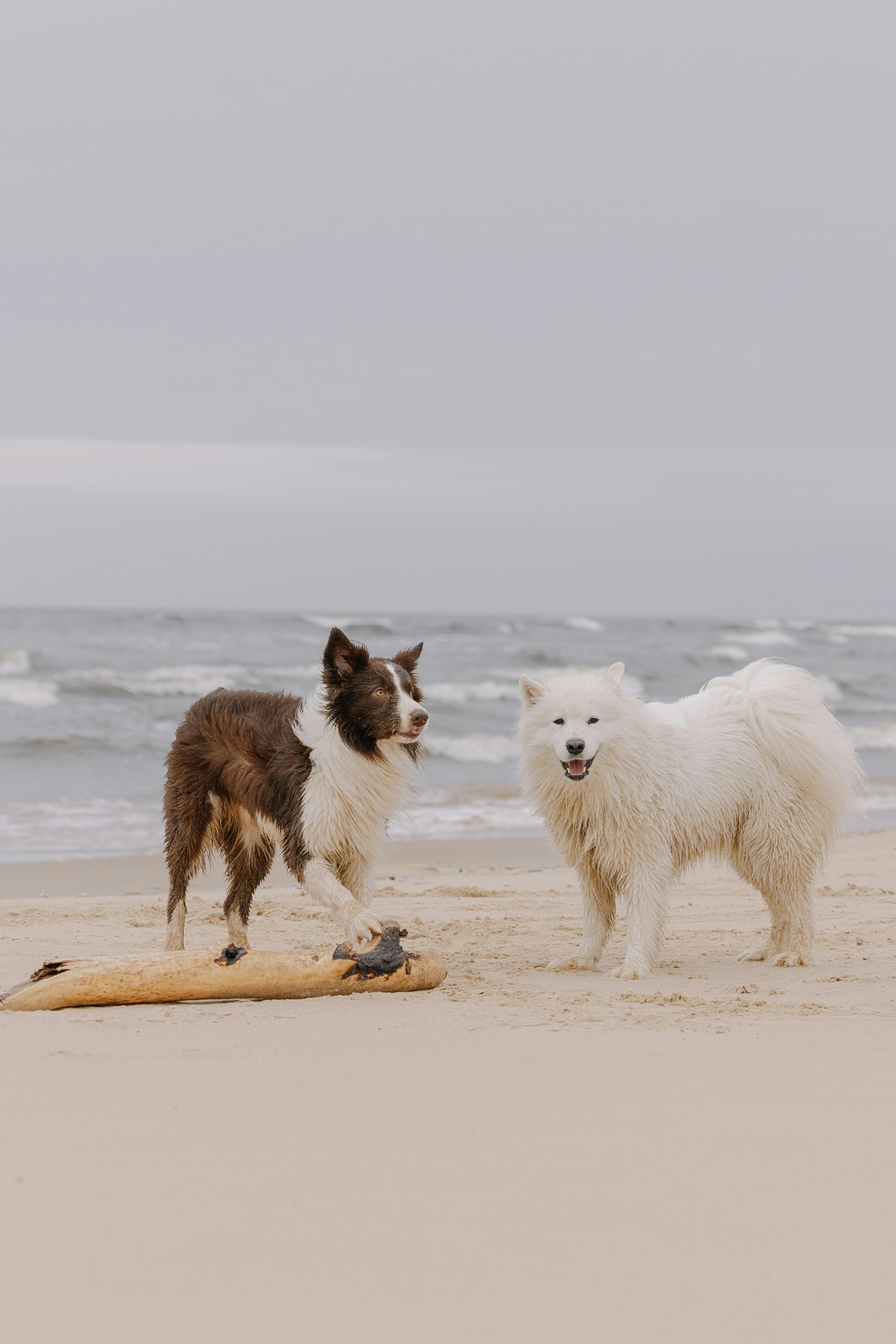 Samoyed Photos, Download The BEST Free Samoyed Stock Photos & HD Images