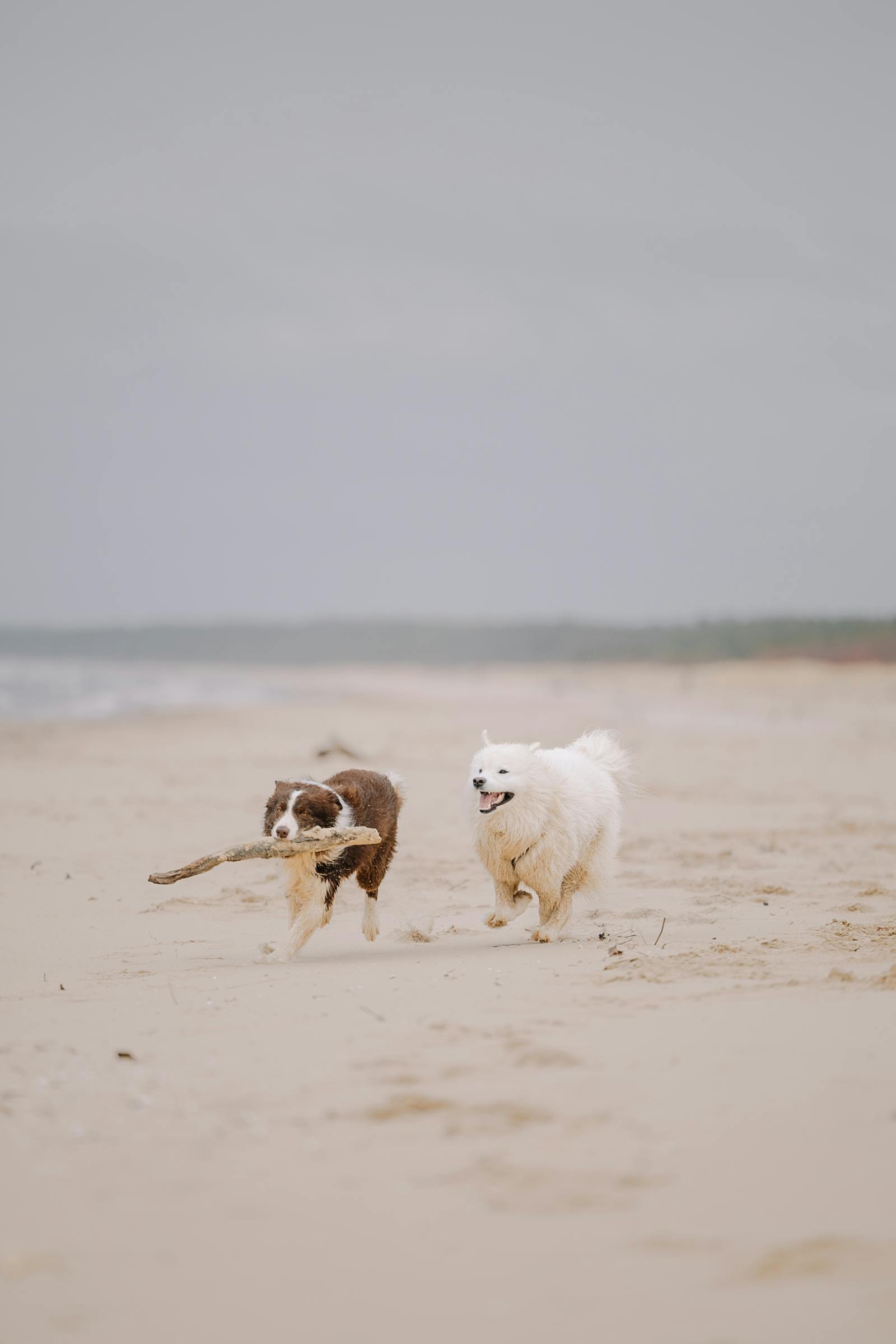 Dogs Playing Photos, Download The BEST Free Dogs Playing Stock Photos ...