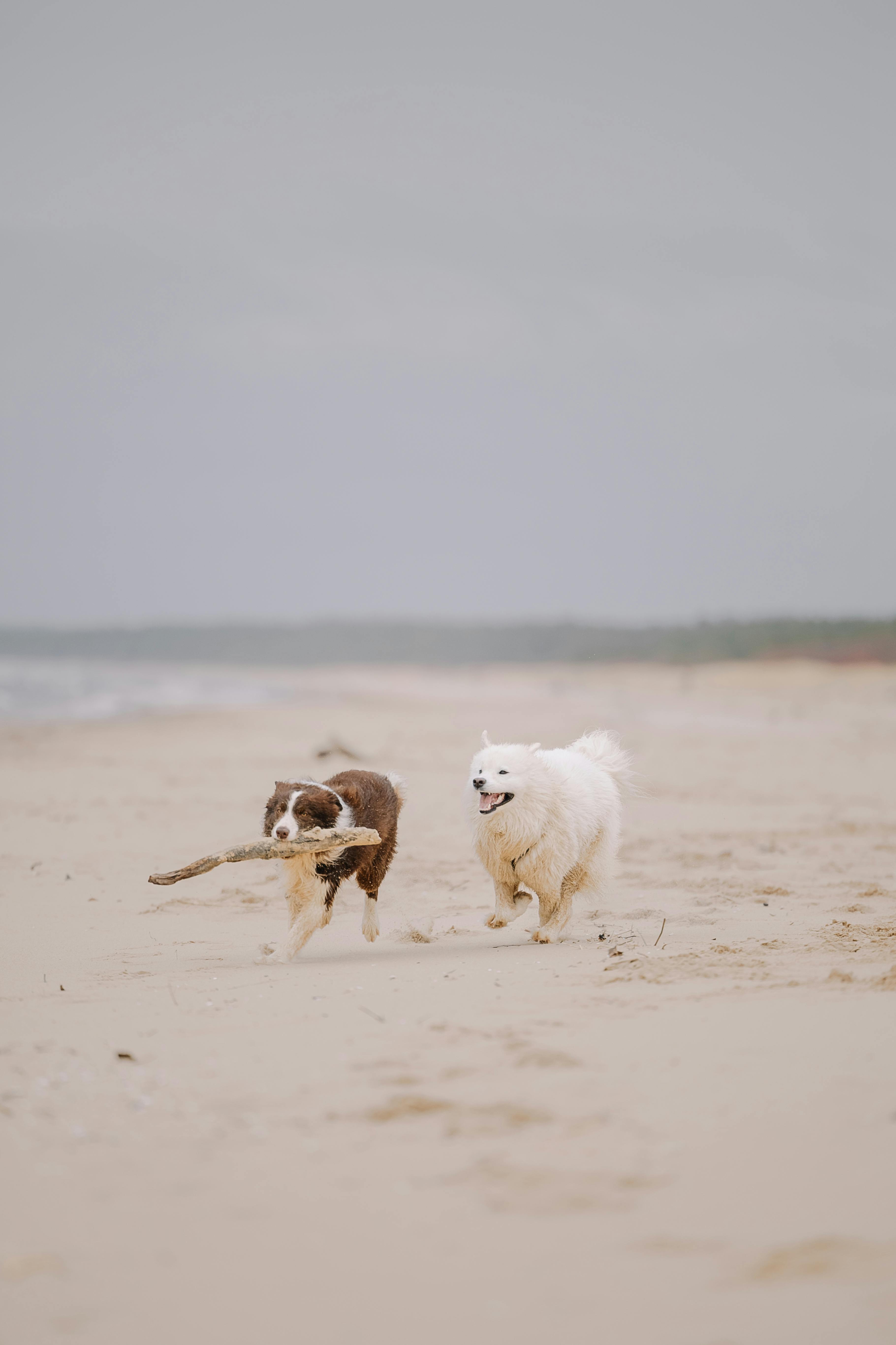 Pastor Australiano Y Samoyedo Jugando En La Playa · Foto de stock gratuita
