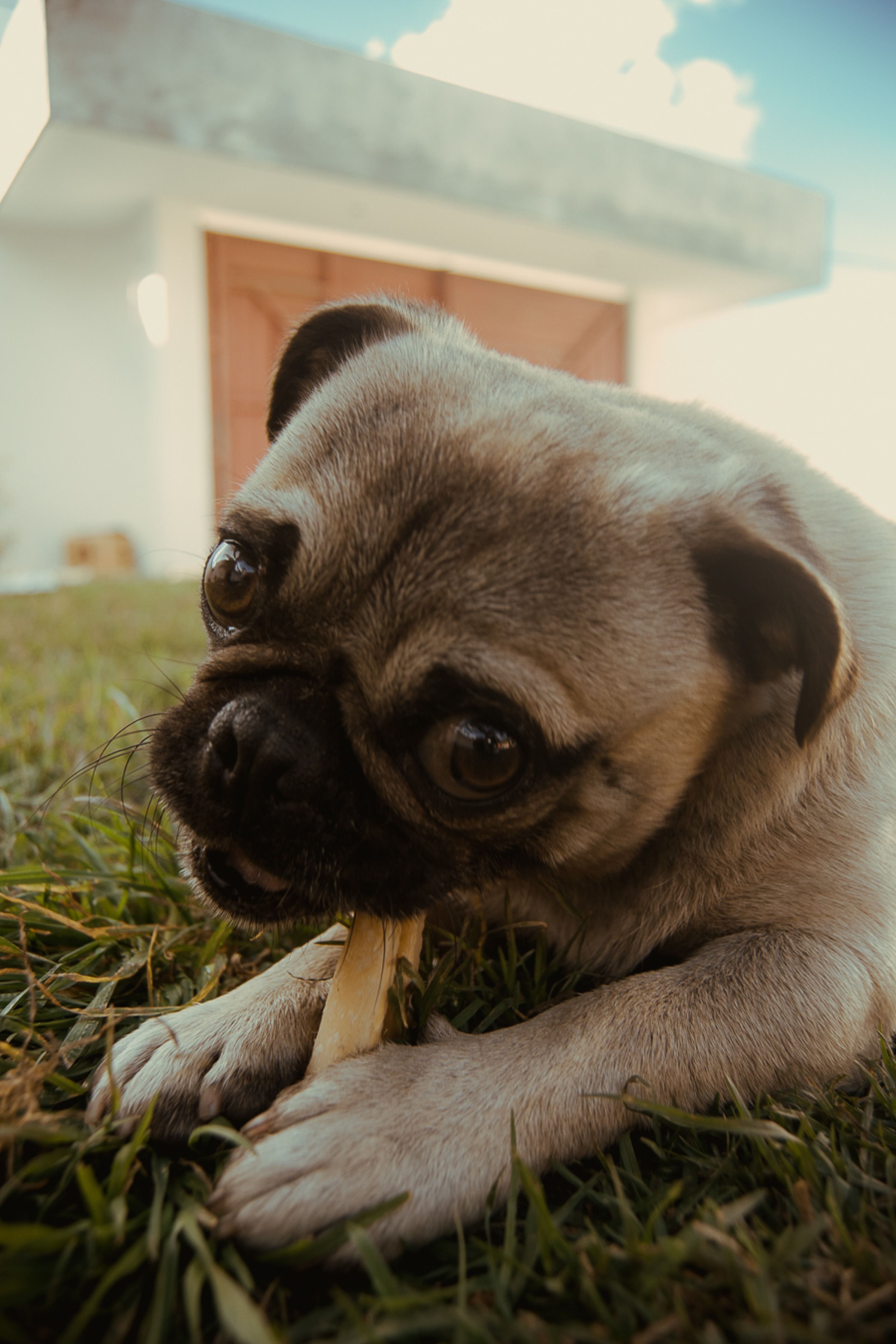 Cute Pug Chewing Bone on Grass Outdoors · Free Stock Photo