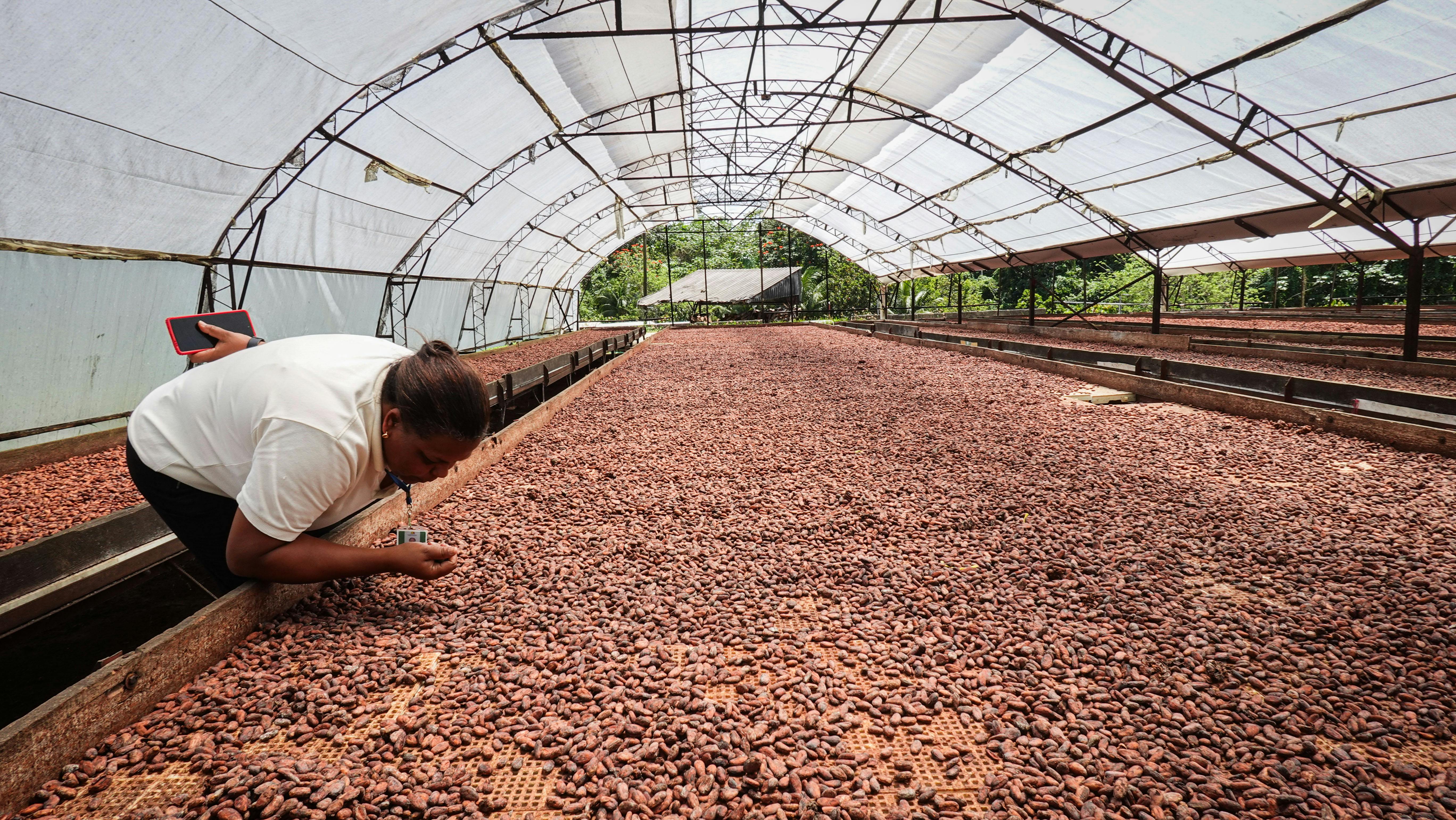 Cocoa Bean Drying Process in Greenhouse · Free Stock Photo