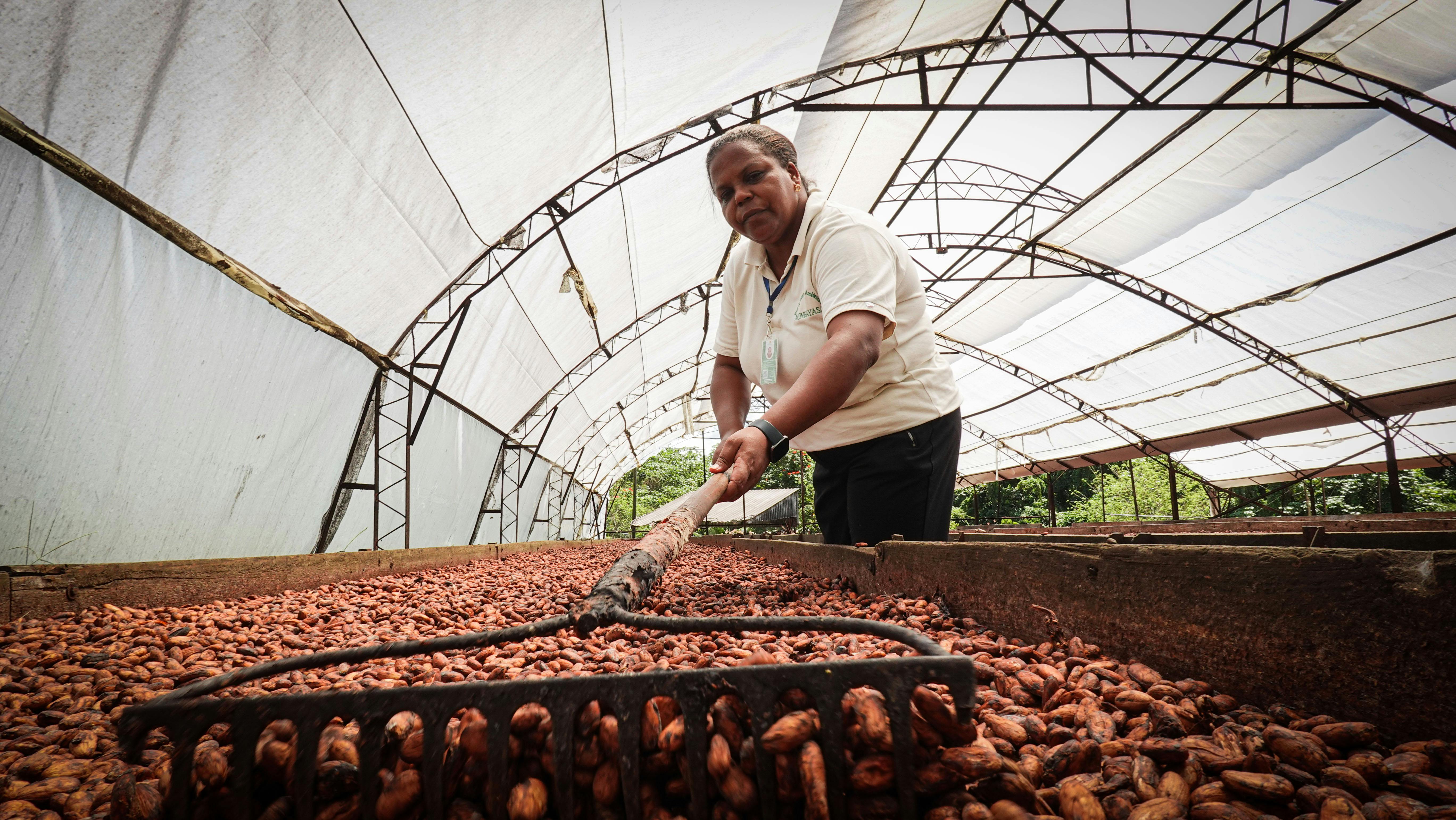 African Farmer Drying Cocoa Beans in Greenhouse · Free Stock Photo