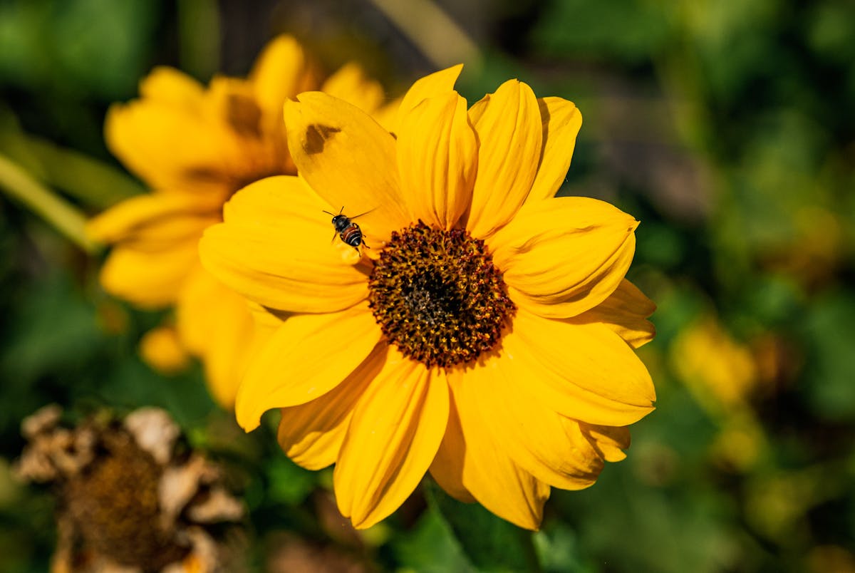 Free Pix Photos, Download The BEST Free Free Pix Stock Photos & HD Images