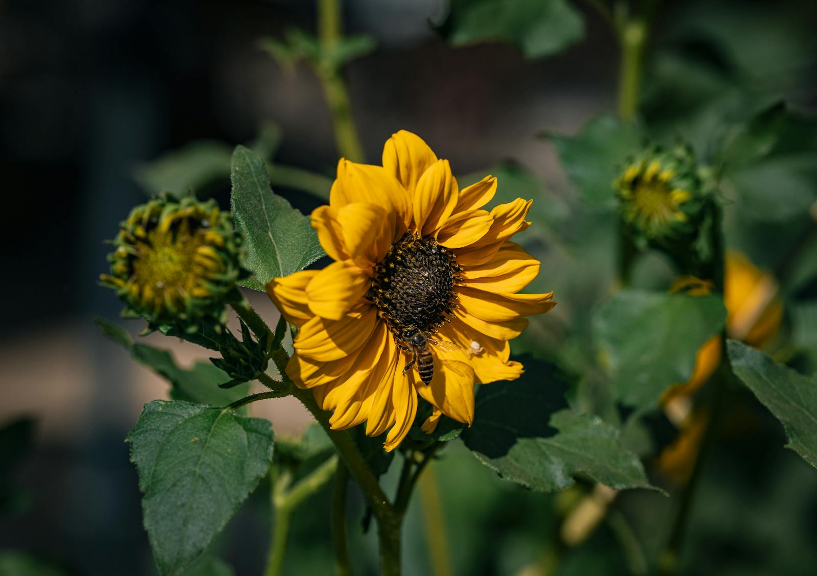 Free Pix Photos, Download The BEST Free Free Pix Stock Photos & HD Images