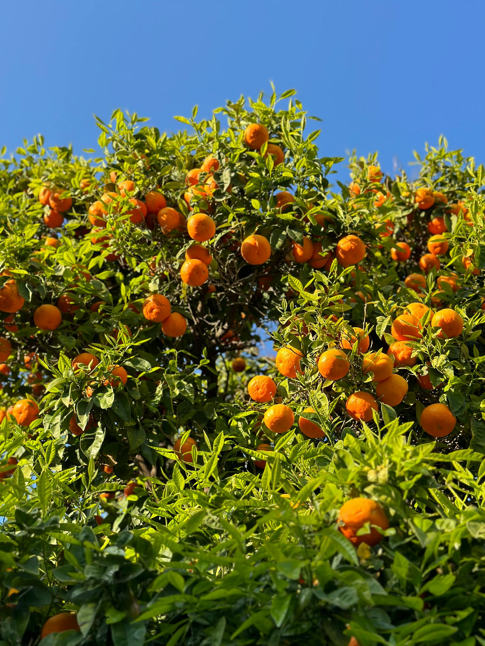 Orange Tree Photos, Download The BEST Free Orange Tree Stock Photos ...