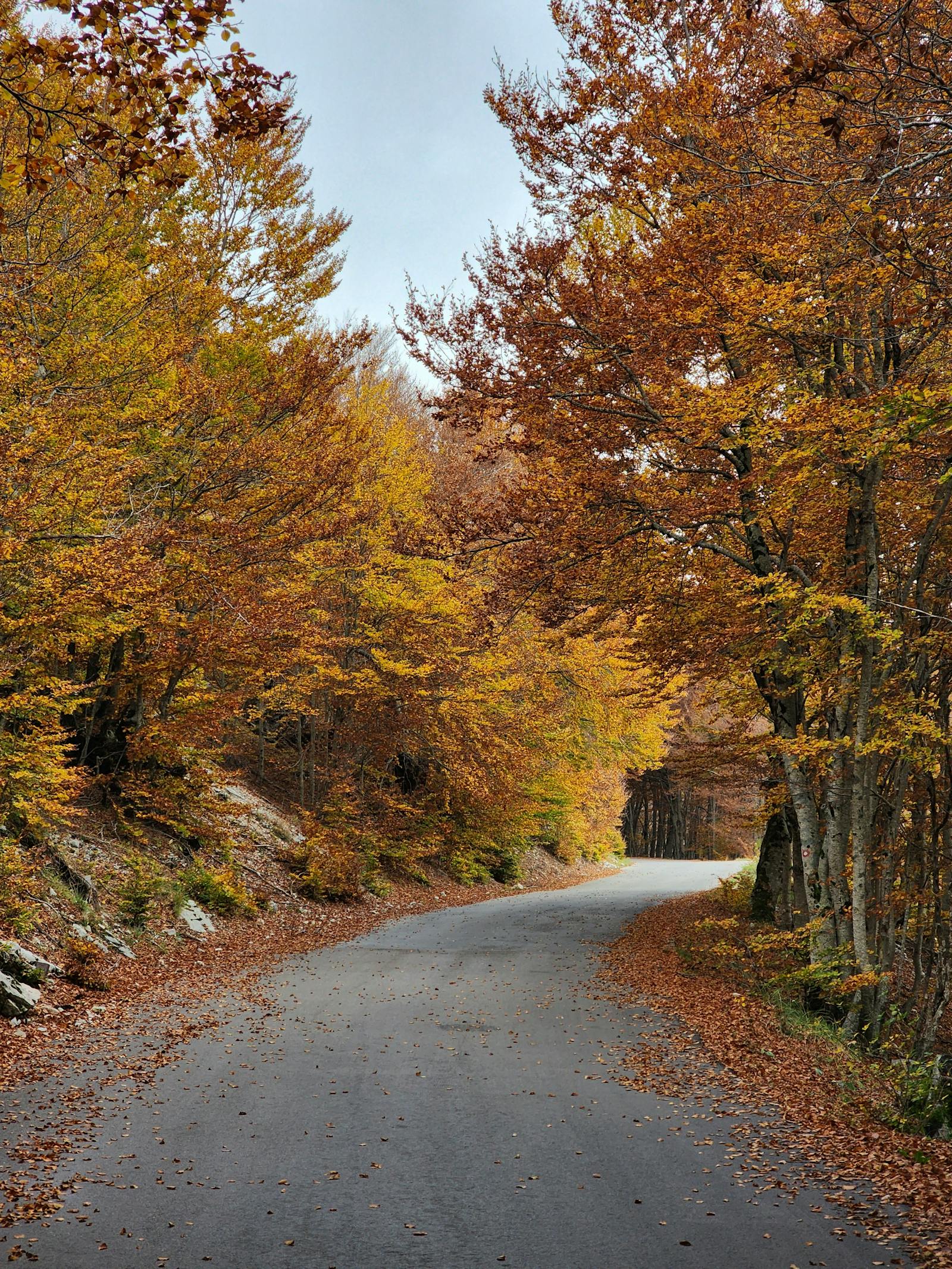 Autumn Trees Photos, Download The BEST Free Autumn Trees Stock Photos ...