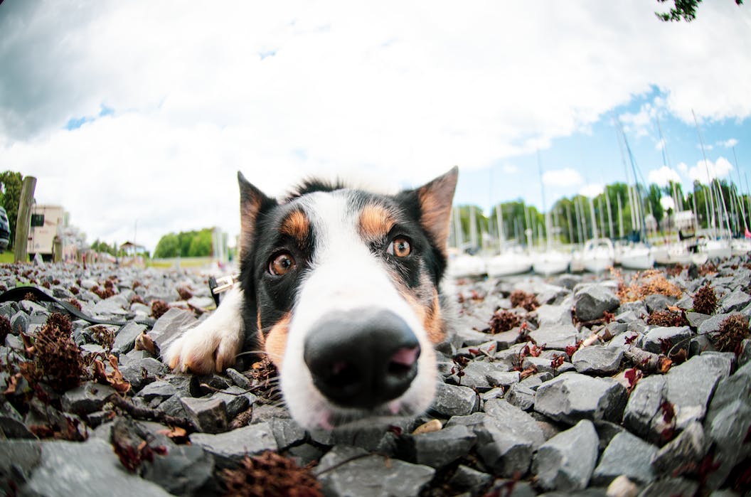 A Comprehensive Guide to Solving Staffy Behaviour Problems