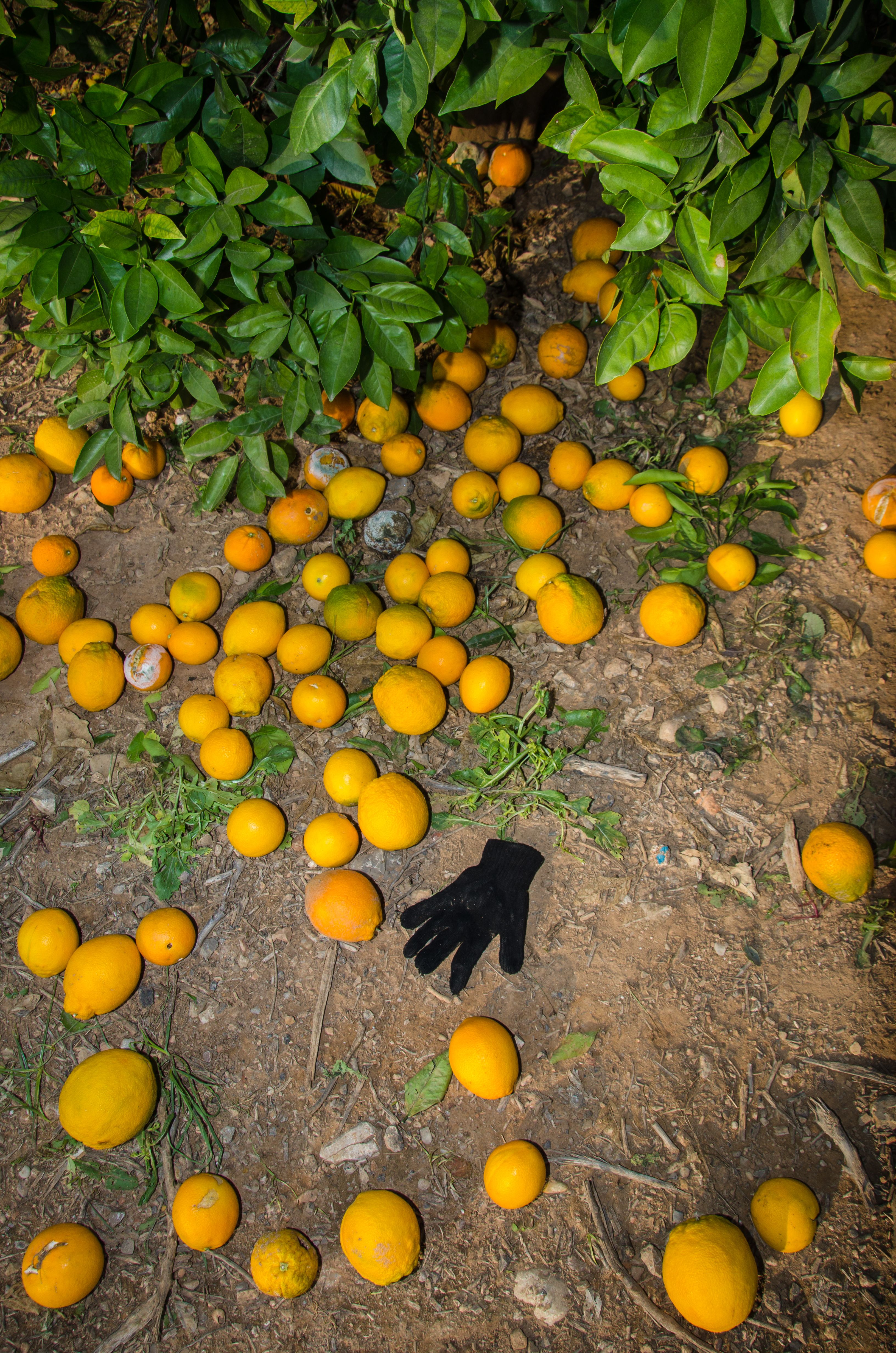 Oranges Scattered on Ground with Glove · Free Stock Photo