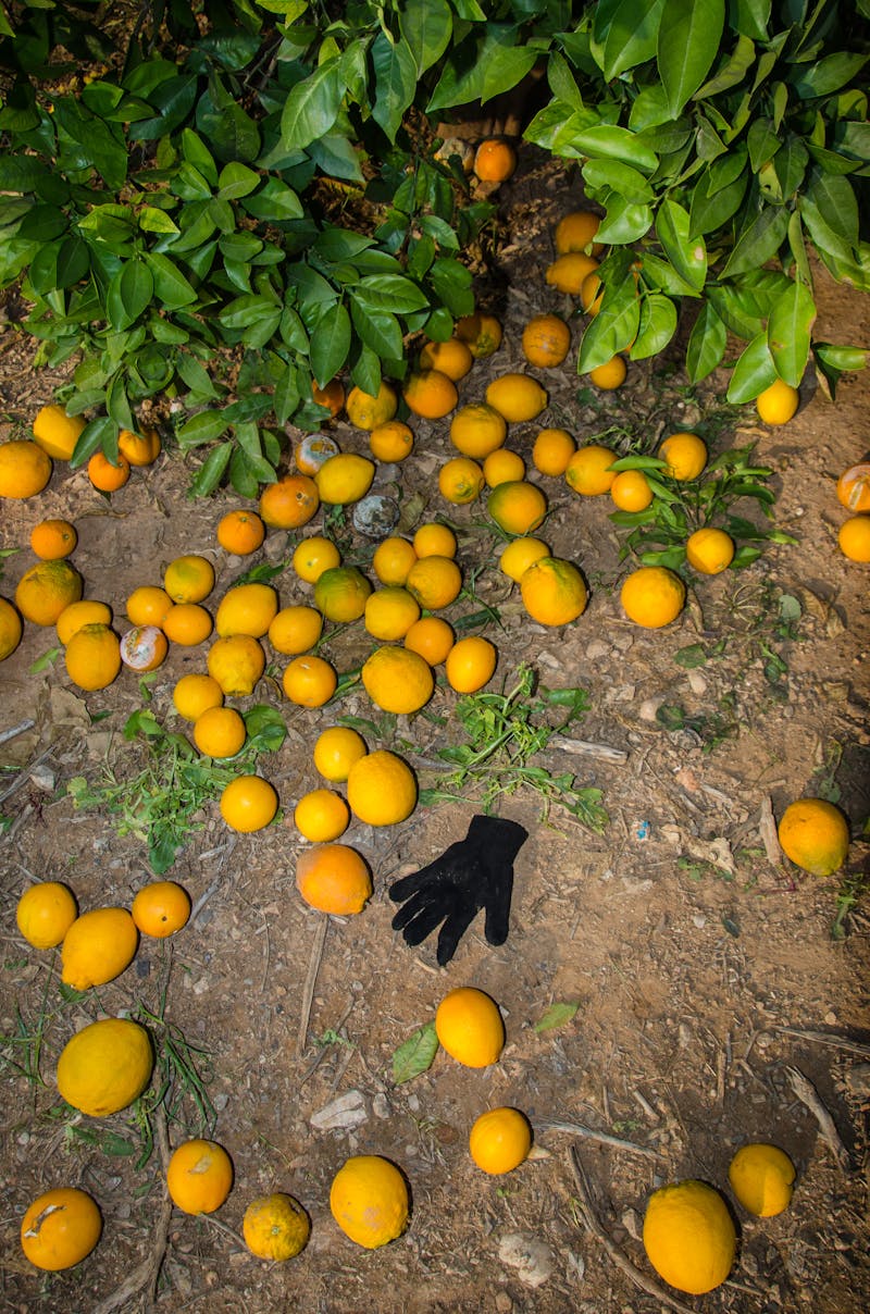 Orange Tree Photos, Download The BEST Free Orange Tree Stock Photos ...