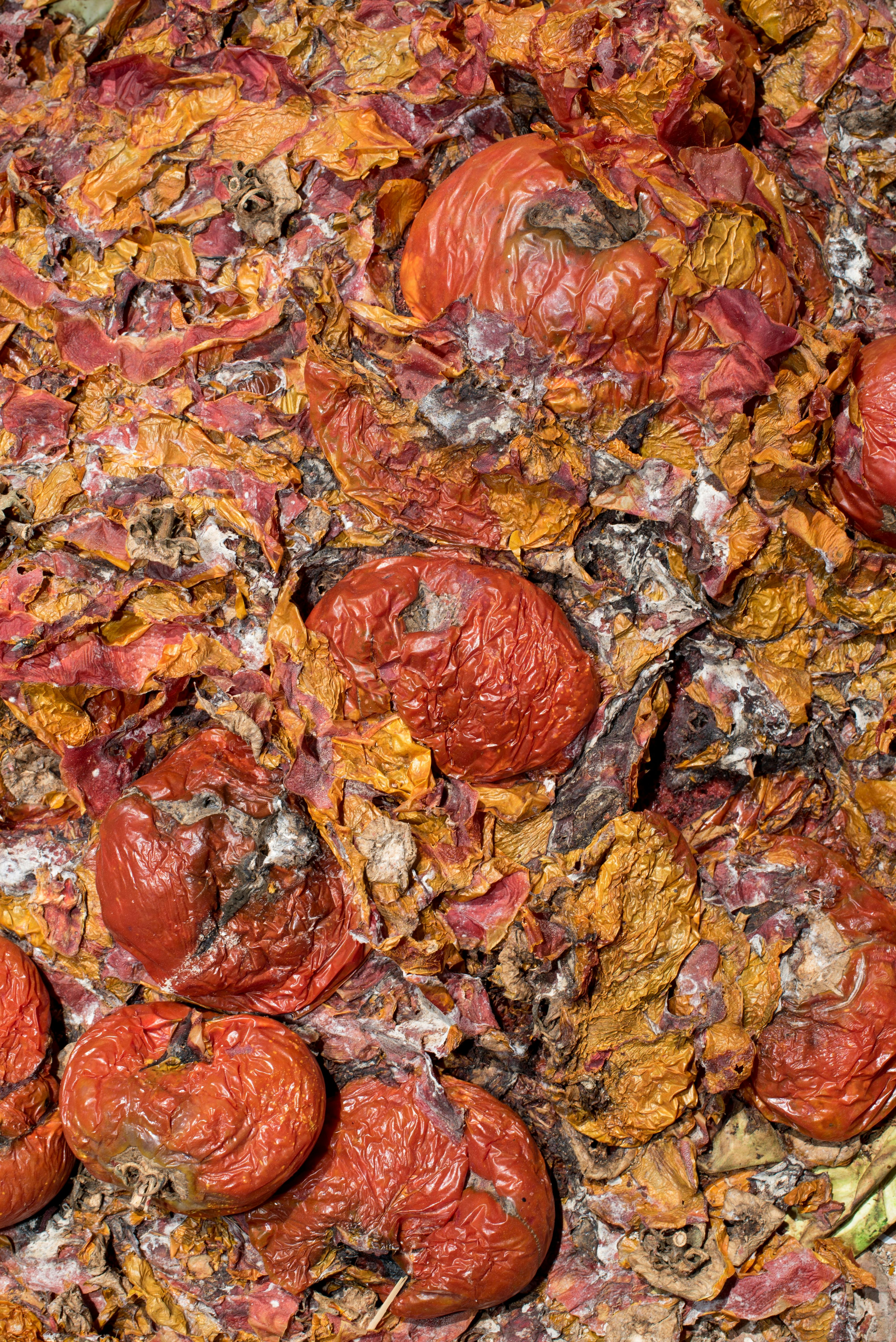 Rotten Tomatoes and Decomposing Vegetable Matter · Free Stock Photo