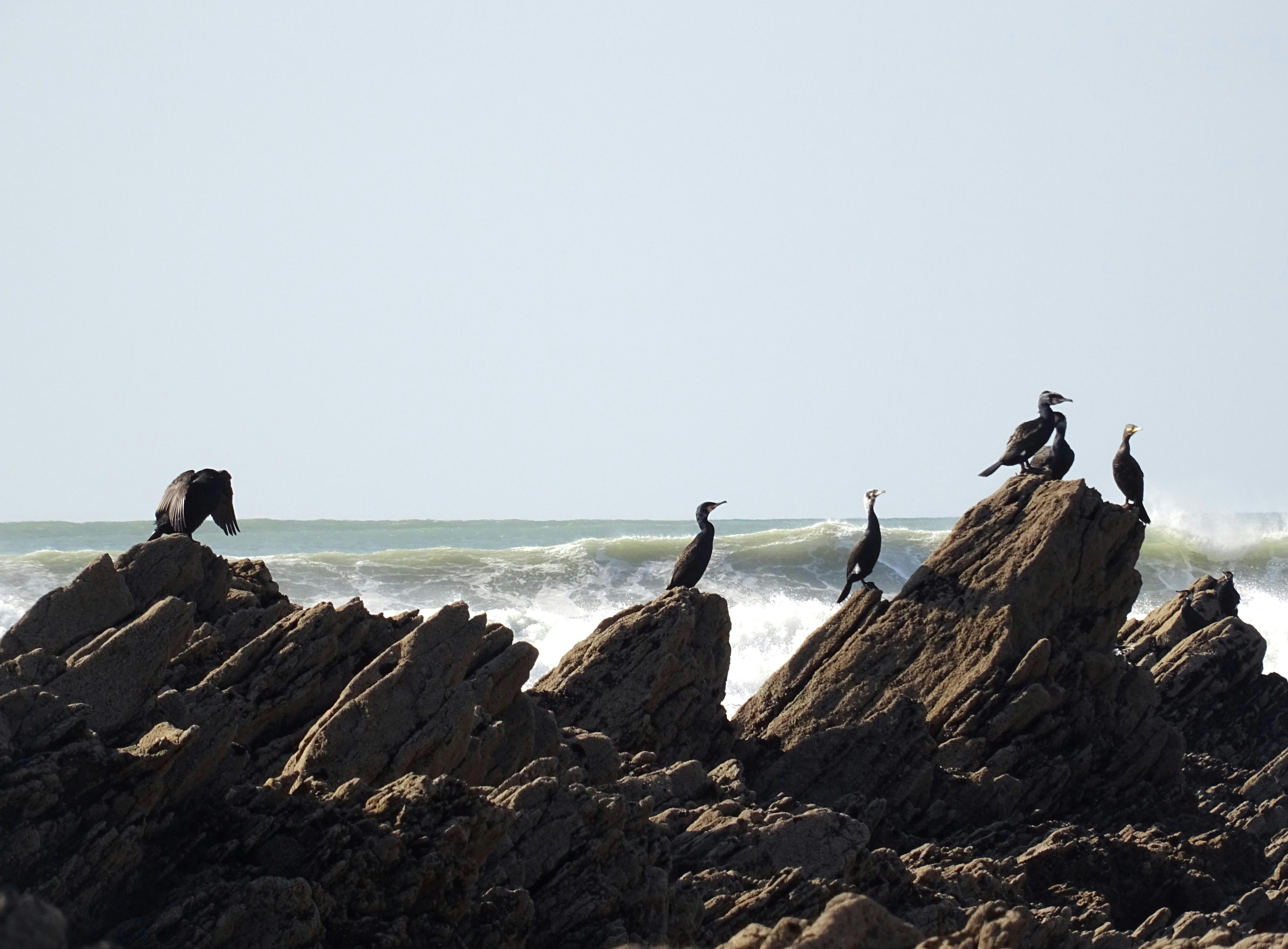 Flock Sea Photos, Download The BEST Free Flock Sea Stock Photos & HD Images