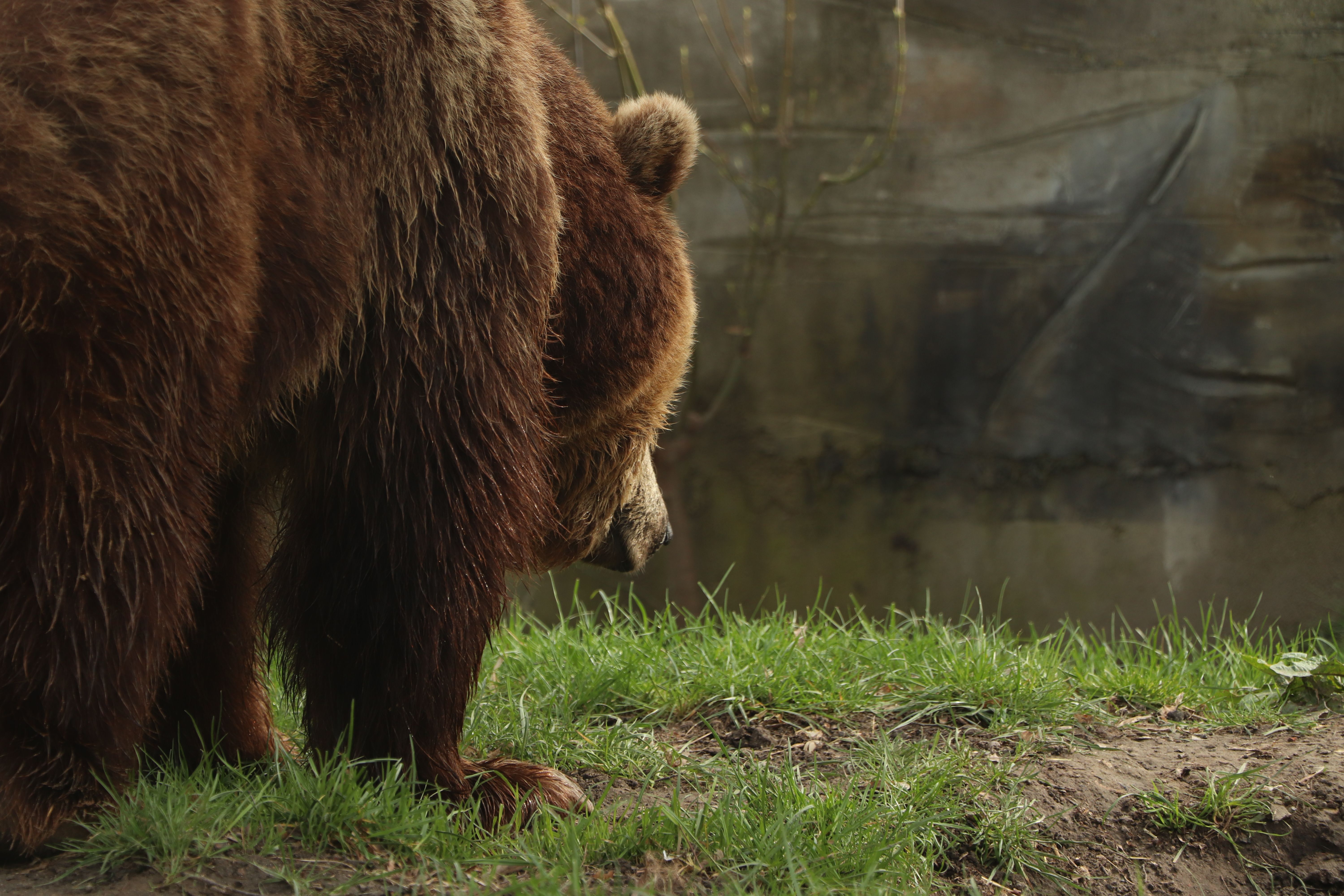 Close-up of a Brown Bear in Natural Habitat · Free Stock Photo